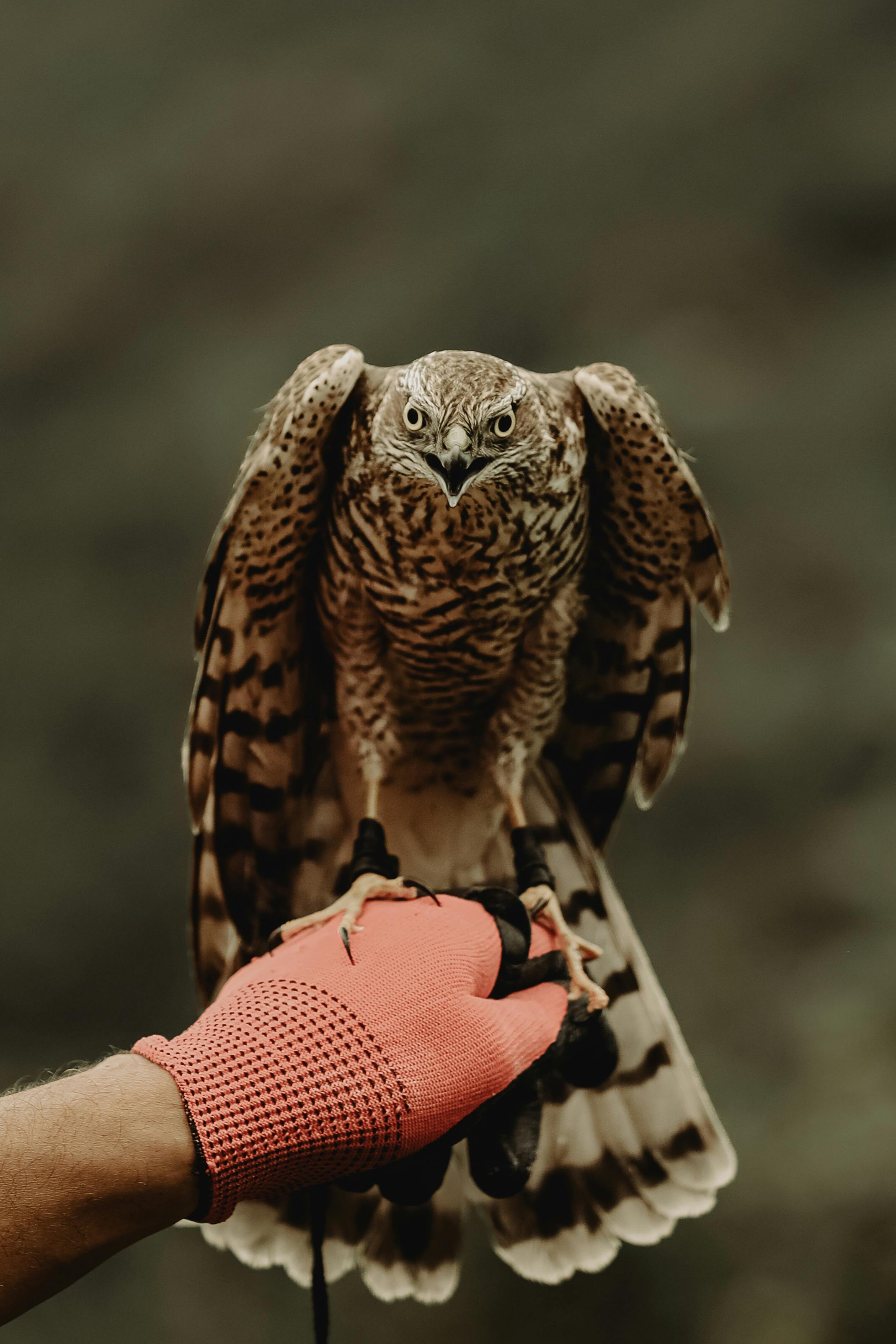 Hawk Perching on a Hand with a Glove · Free Stock Photo