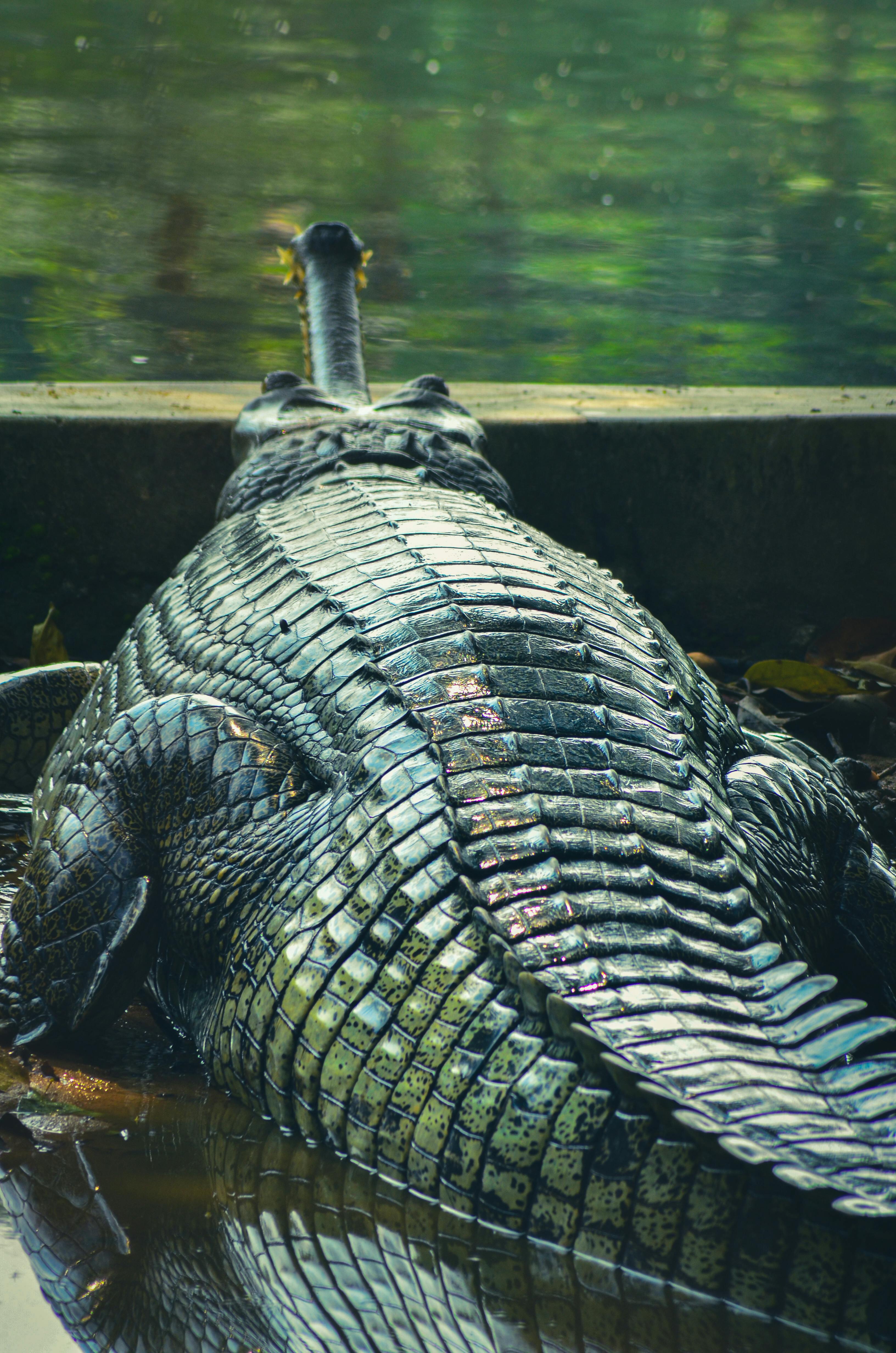 Black Alligator on Water · Free Stock Photo