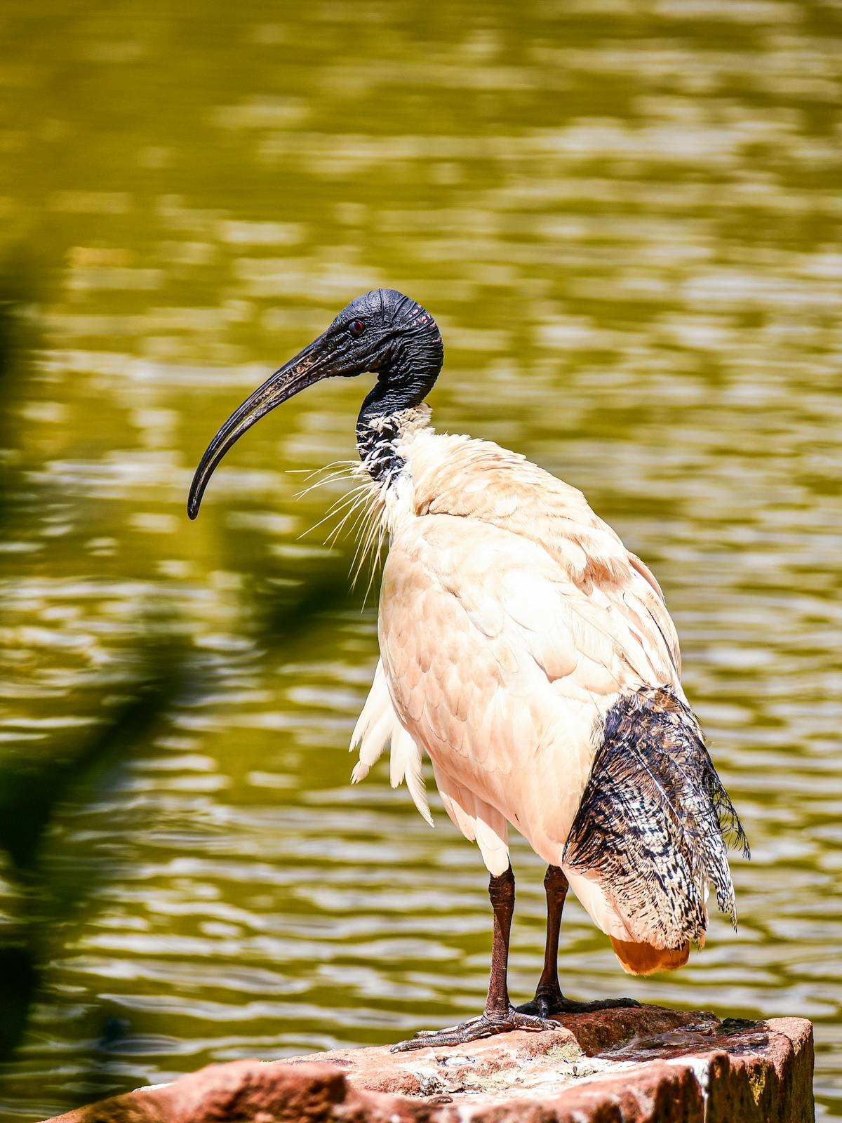 Rat Standing Up Photos, Download The BEST Free Rat Standing Up Stock ...