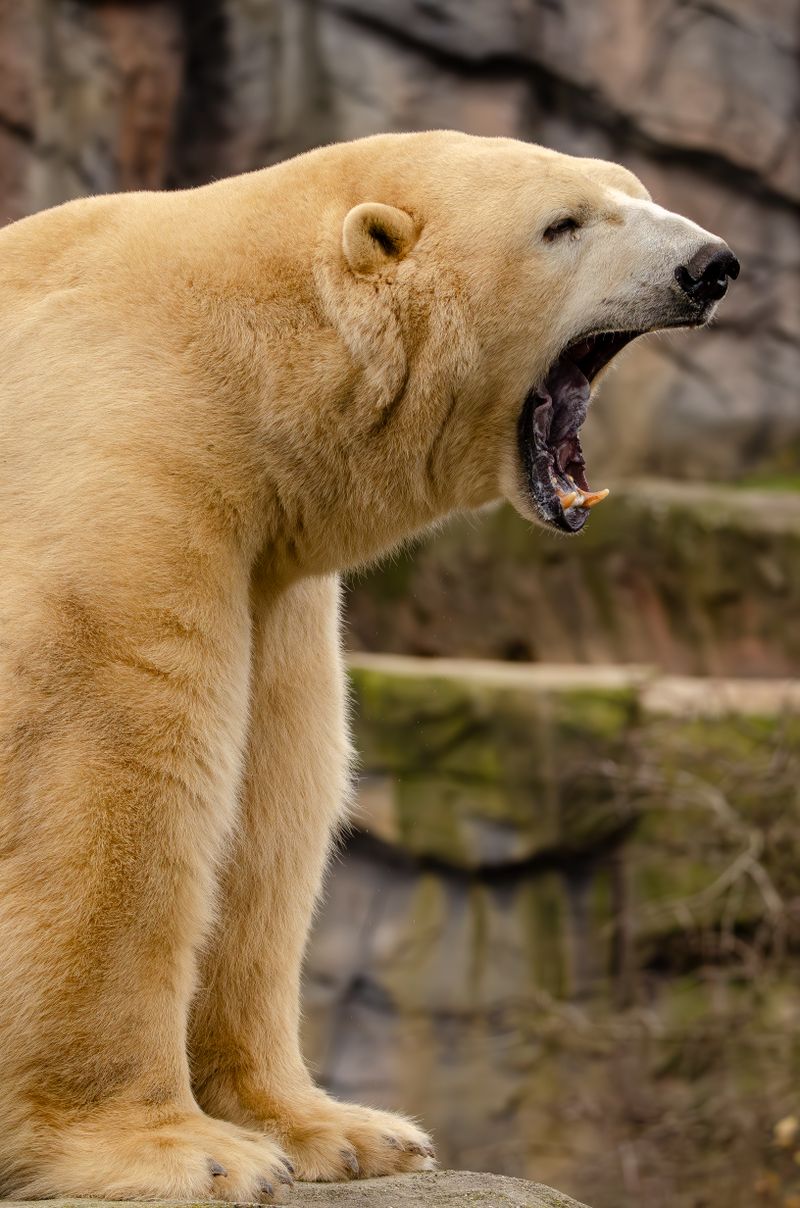 Bear Standing Up Photos, Download The BEST Free Bear Standing Up Stock ...