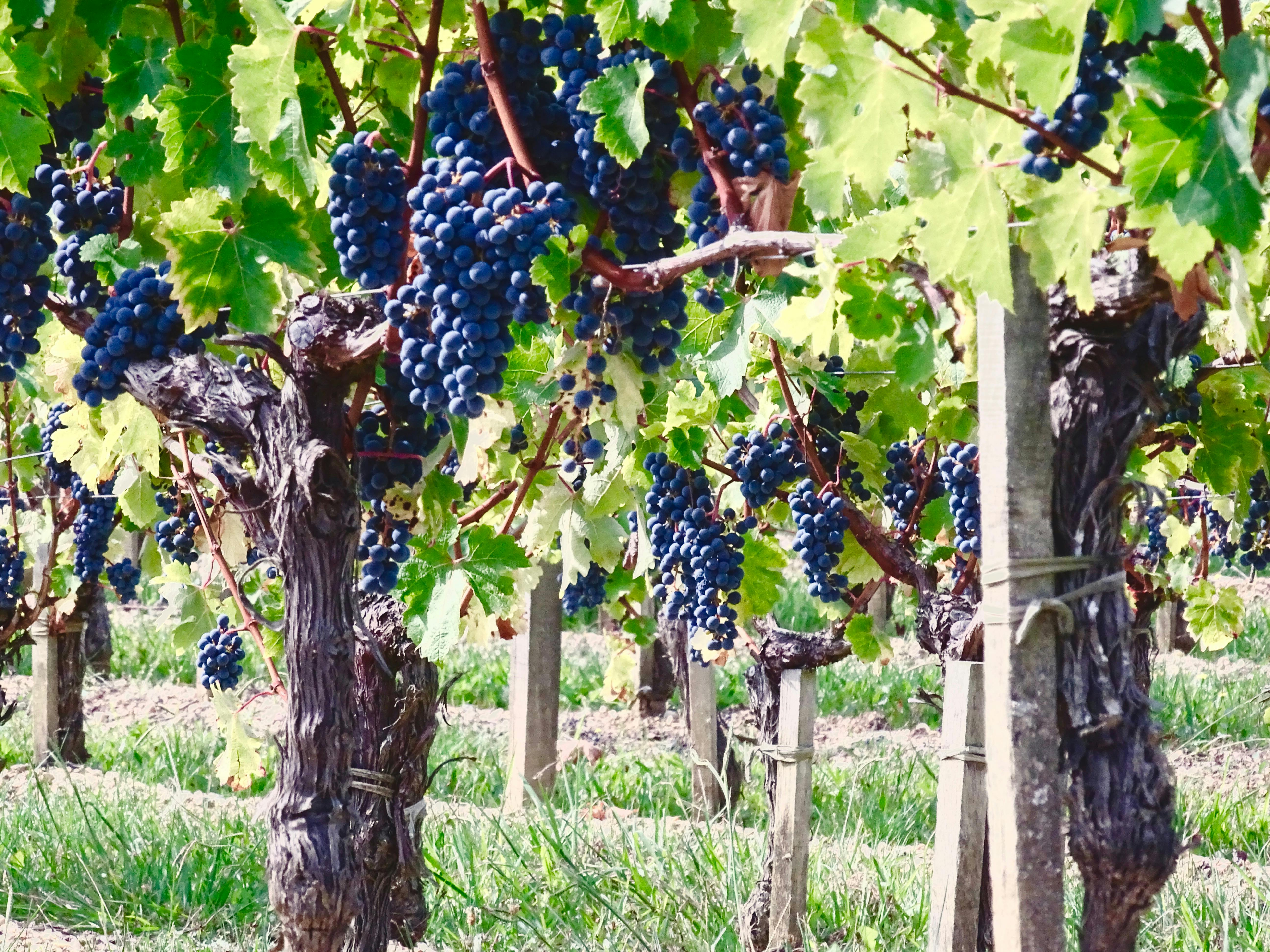 Free stock photo of raisins, vigne