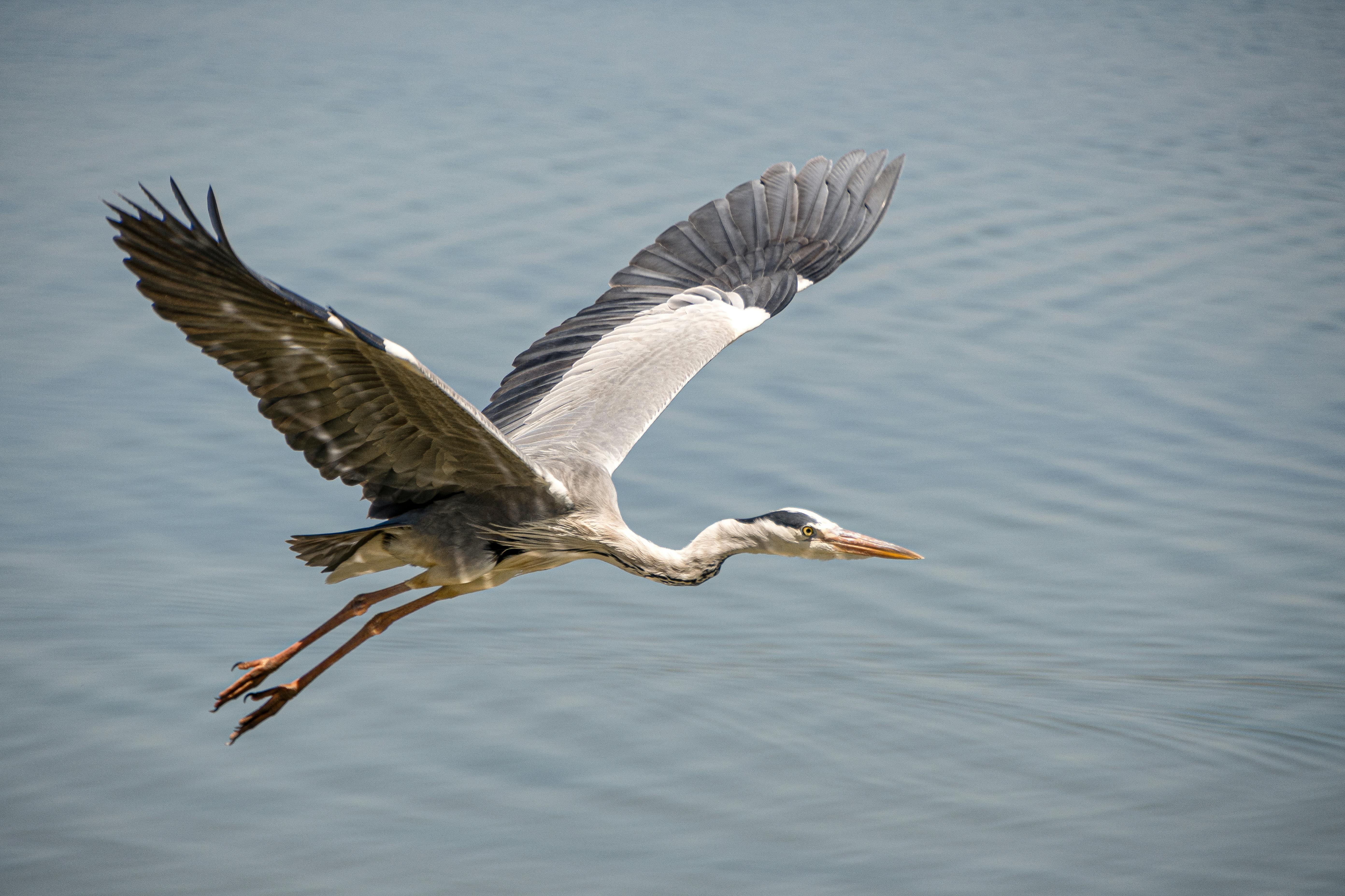 Super Heron 4k Wallpaper Photos, Download The BEST Free Super Heron 4k ...