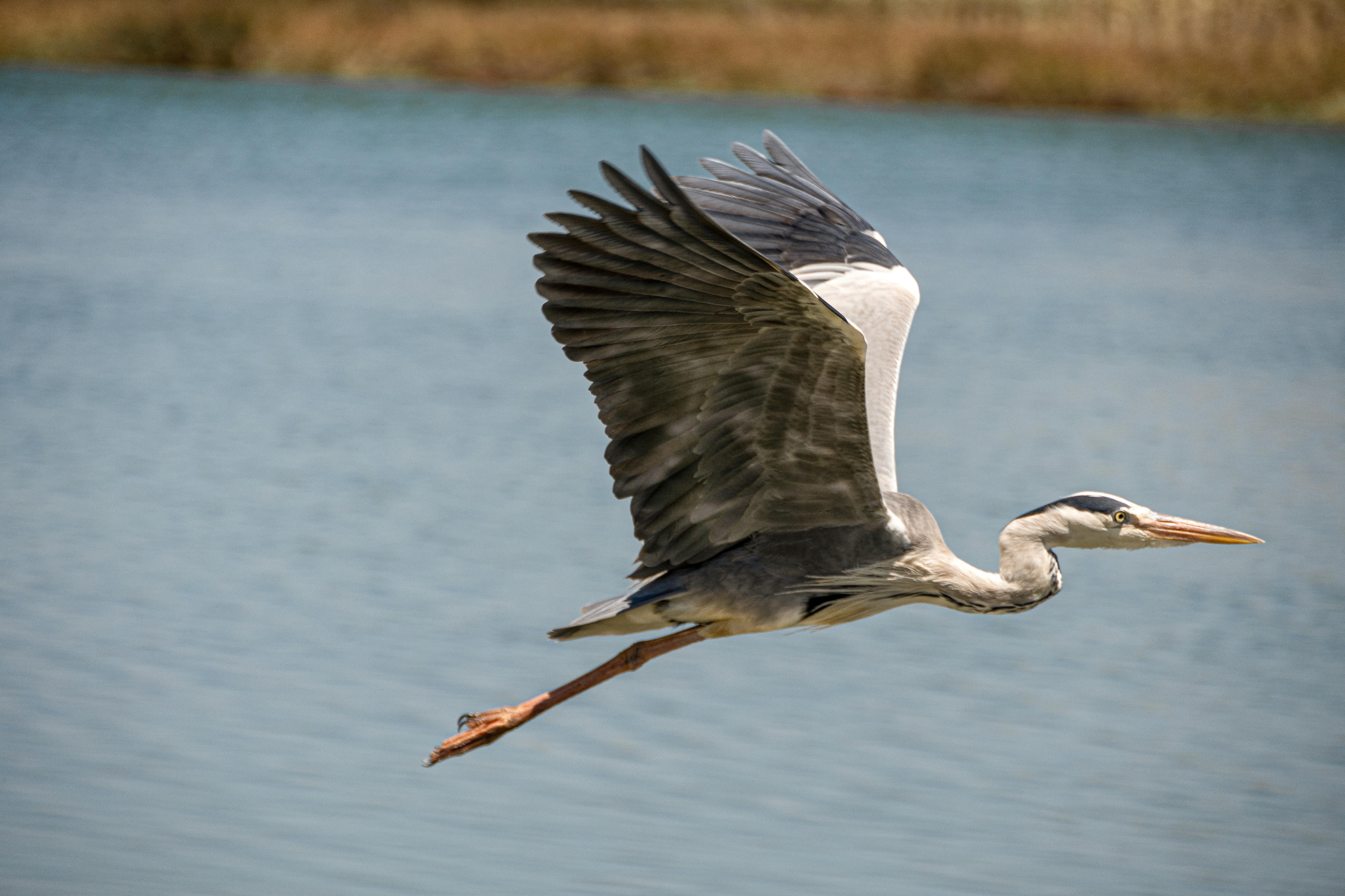 Super Heron 4k Wallpaper Photos, Download The BEST Free Super Heron 4k ...