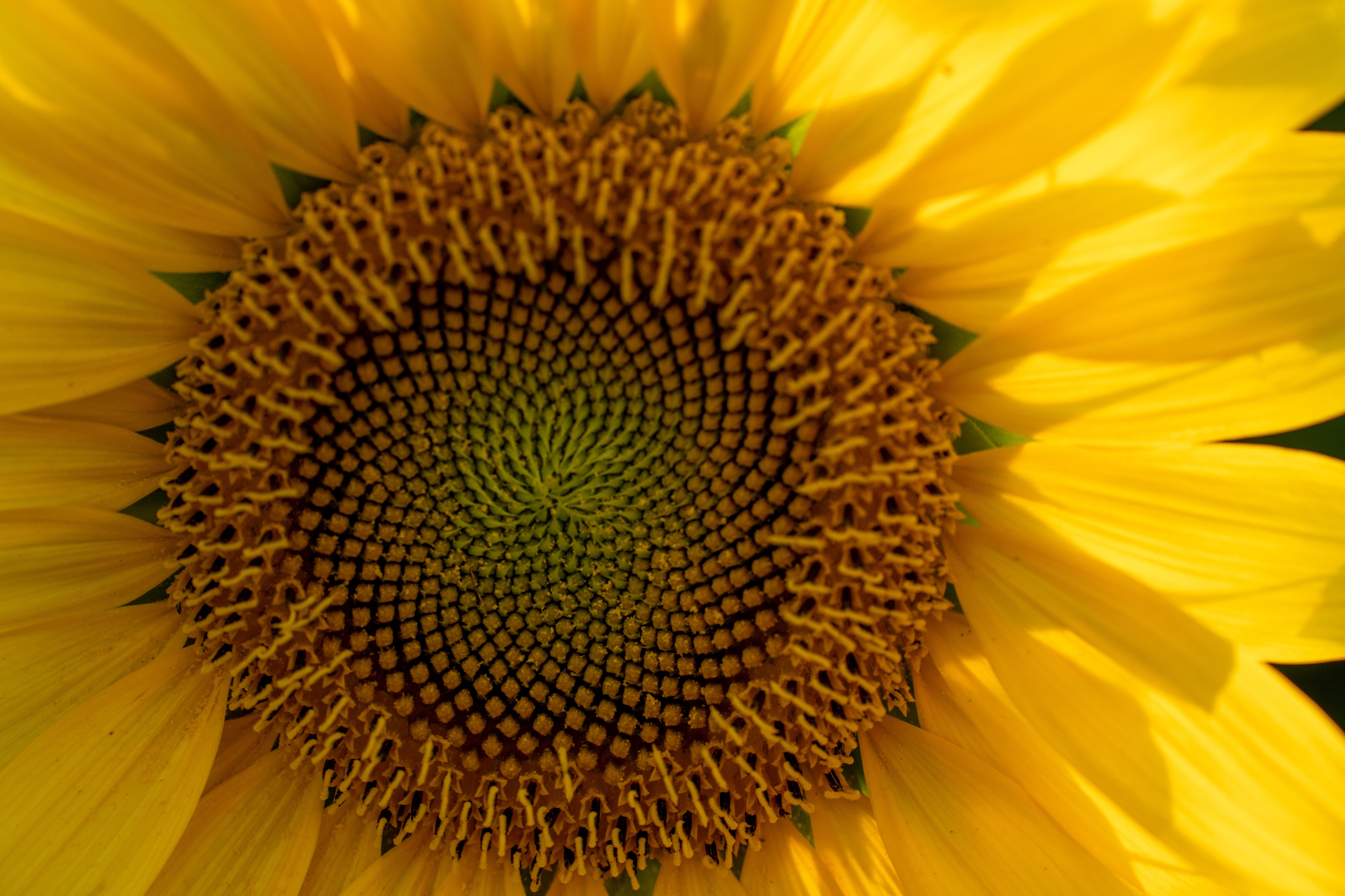 Close-Up Shot of a Sunflower · Free Stock Photo