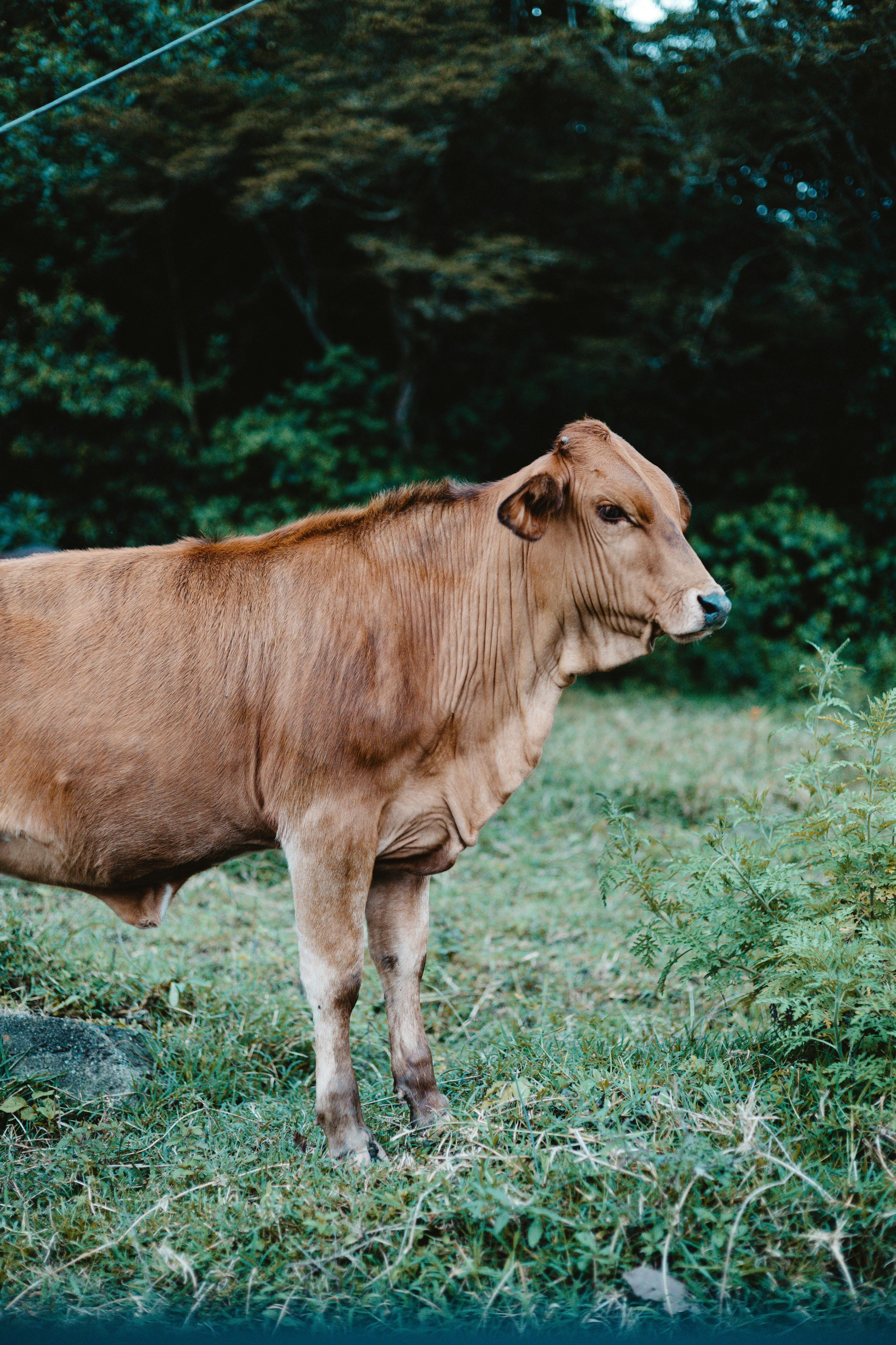 Estructura Bull Photos, Download The BEST Free Estructura Bull Stock ...