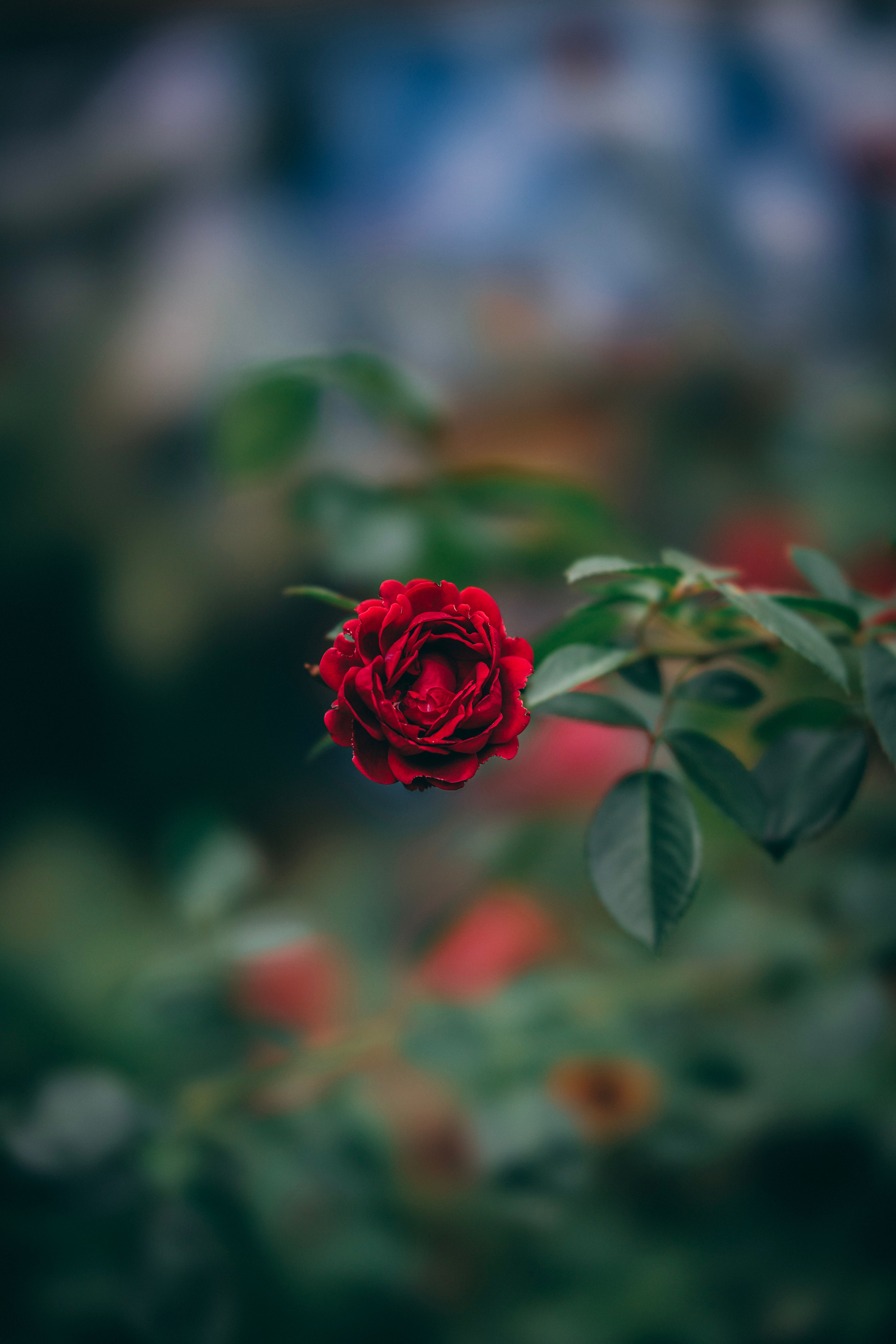Rose Flower in Nature · Free Stock Photo