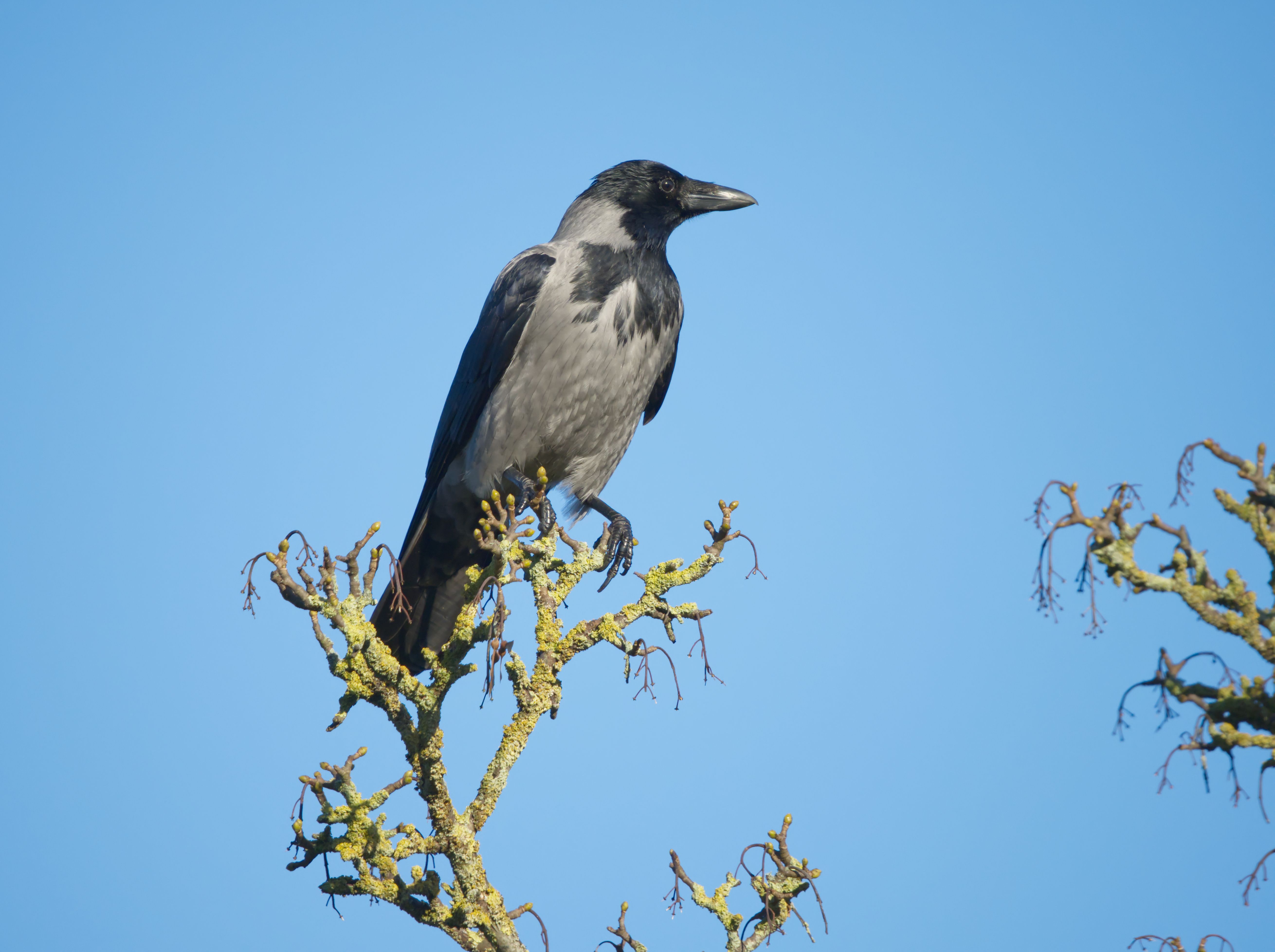 Hooded Crow Perching on Branch · Free Stock Photo