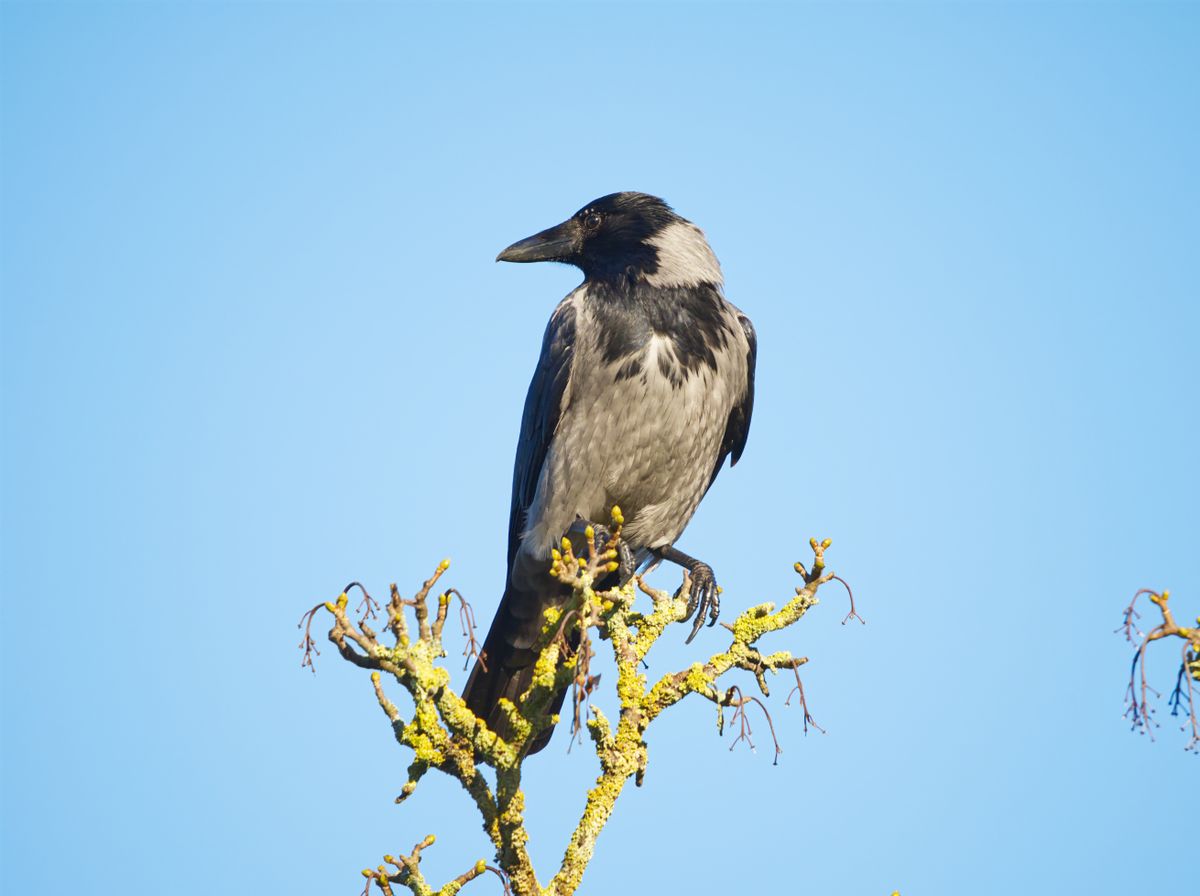 Photos Of Crow Photos, Download The BEST Free Photos Of Crow Stock ...
