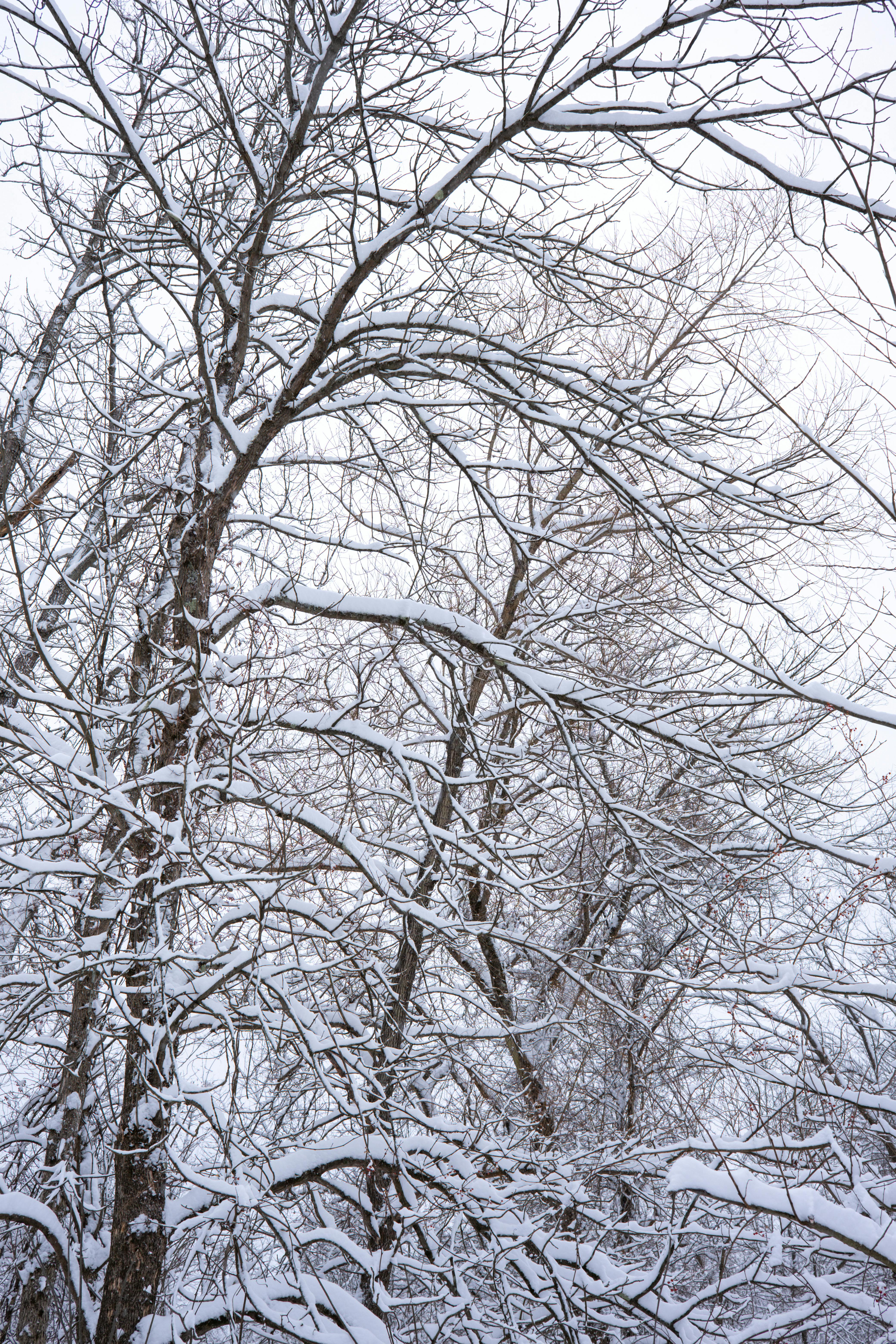 Bare Trees in Winter · Free Stock Photo