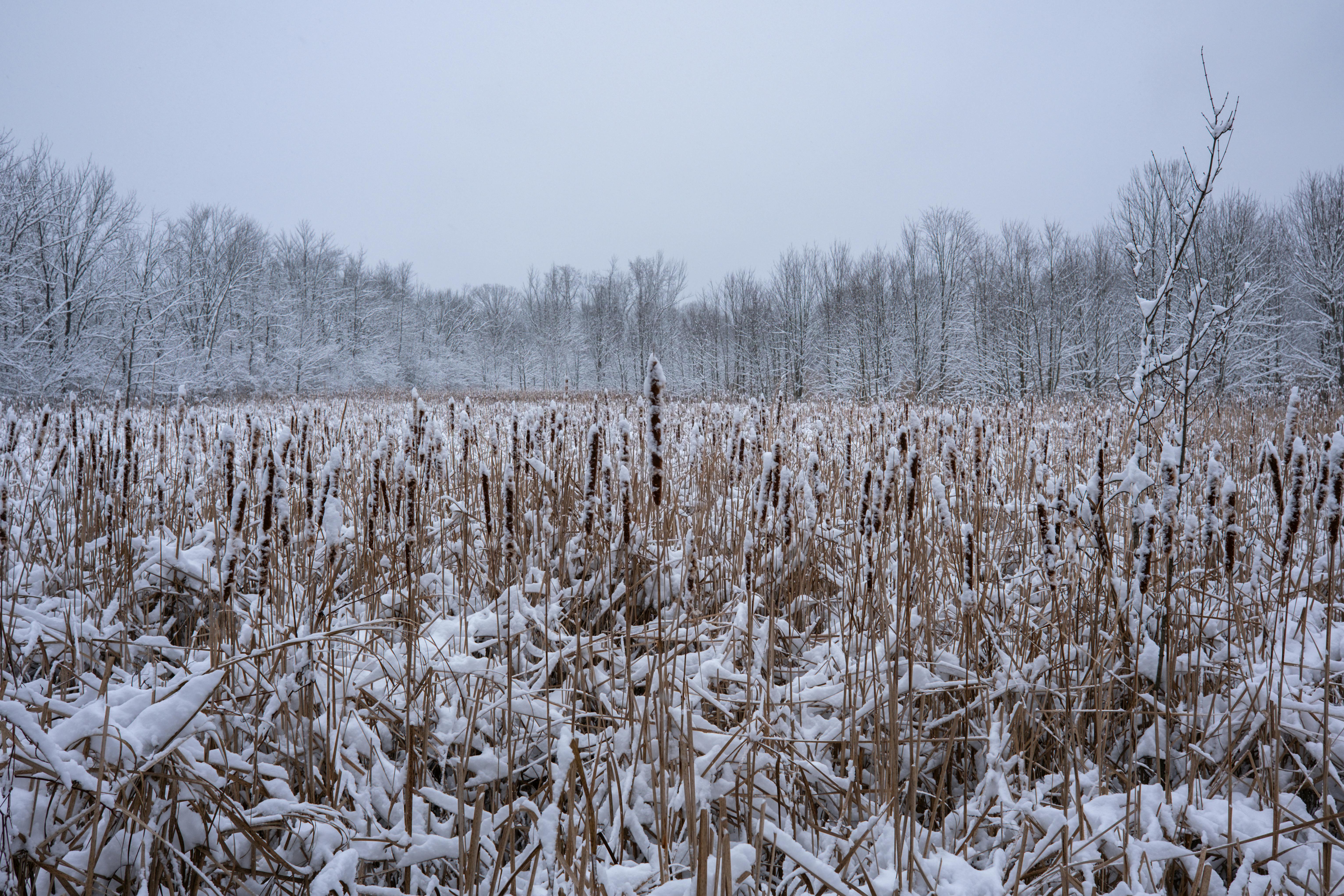 Blurred wheat field with snow in winter · Free Stock Photo