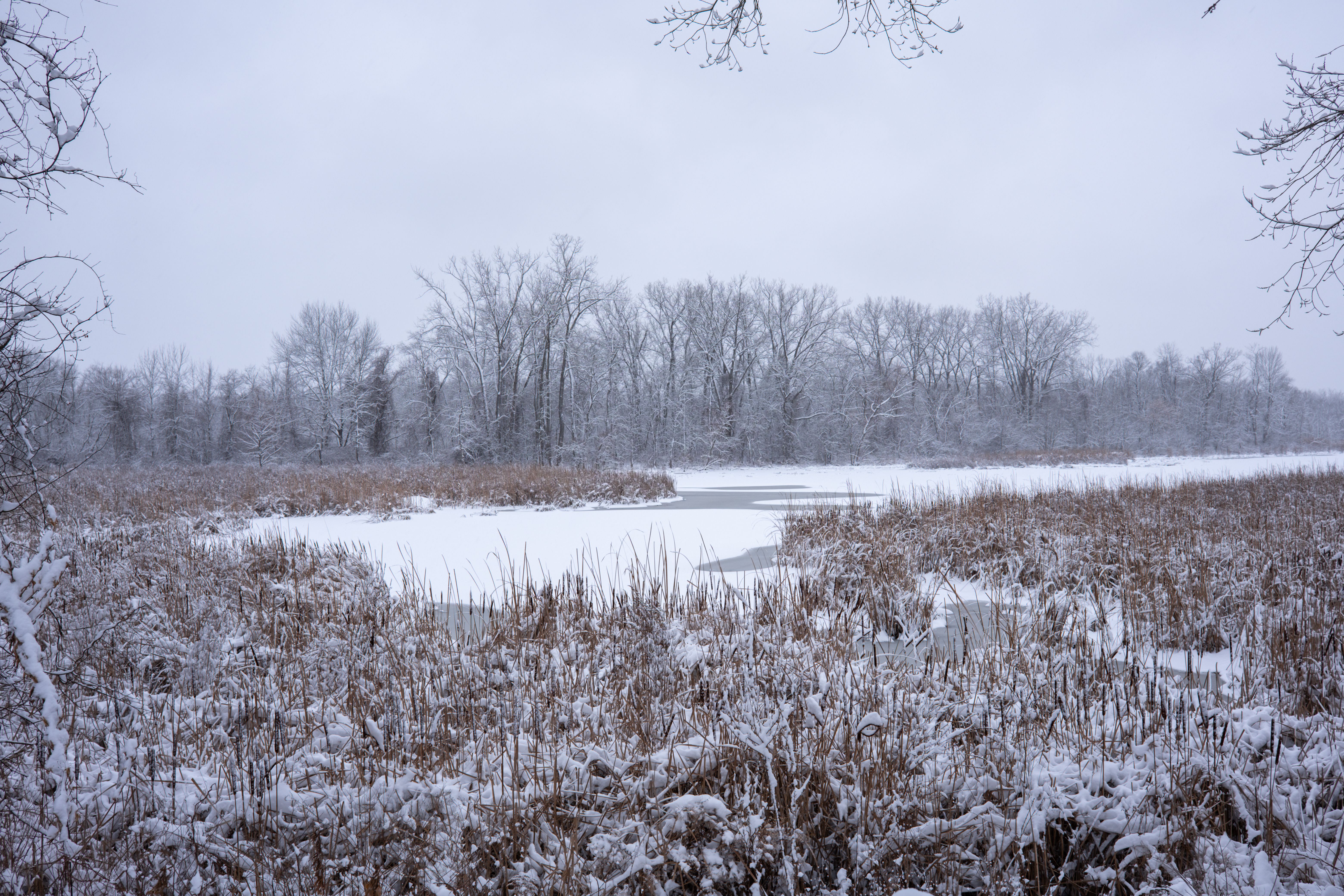 A snowy landscape with a marsh and trees · Free Stock Photo