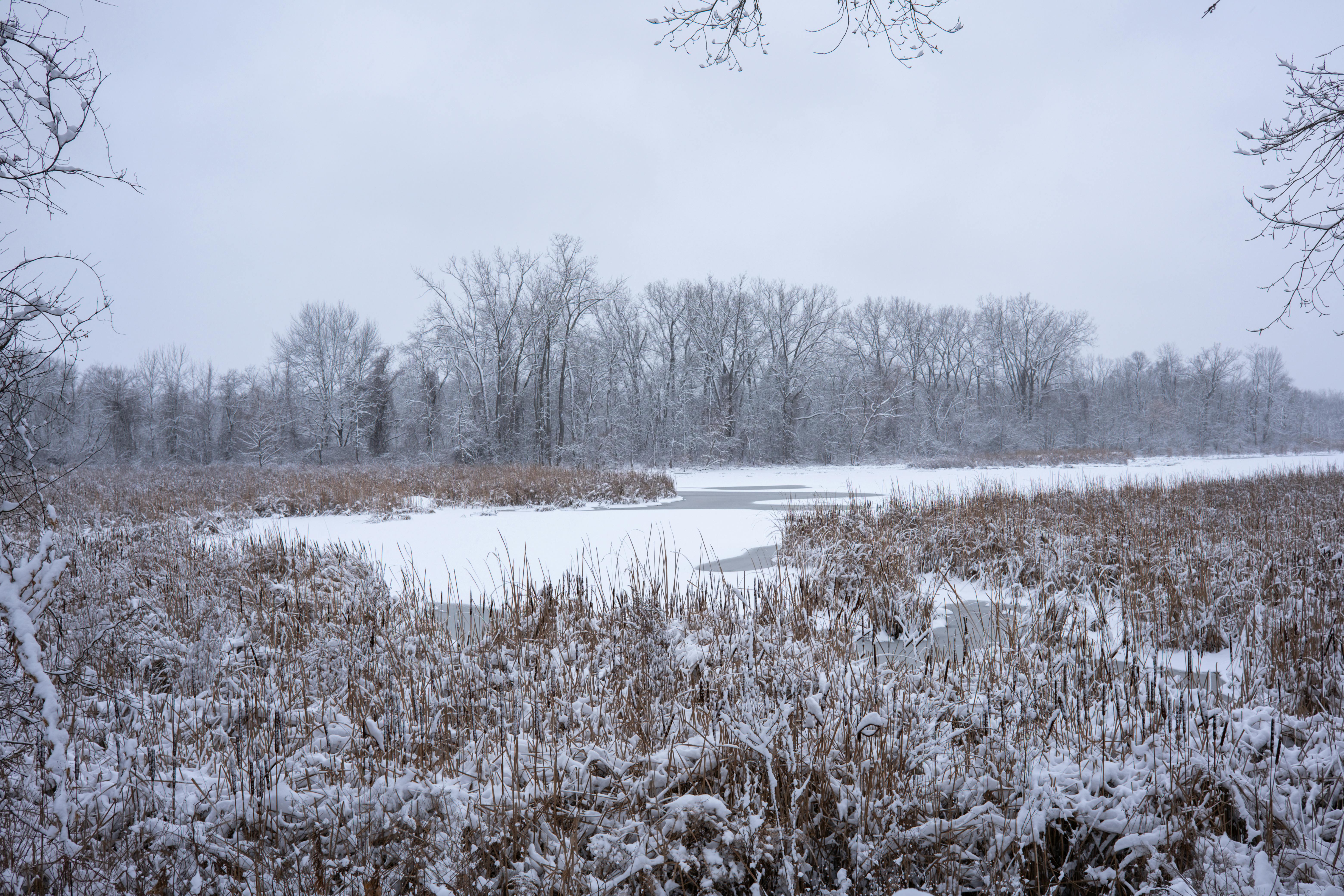 A snowy landscape with a marsh and trees · Free Stock Photo