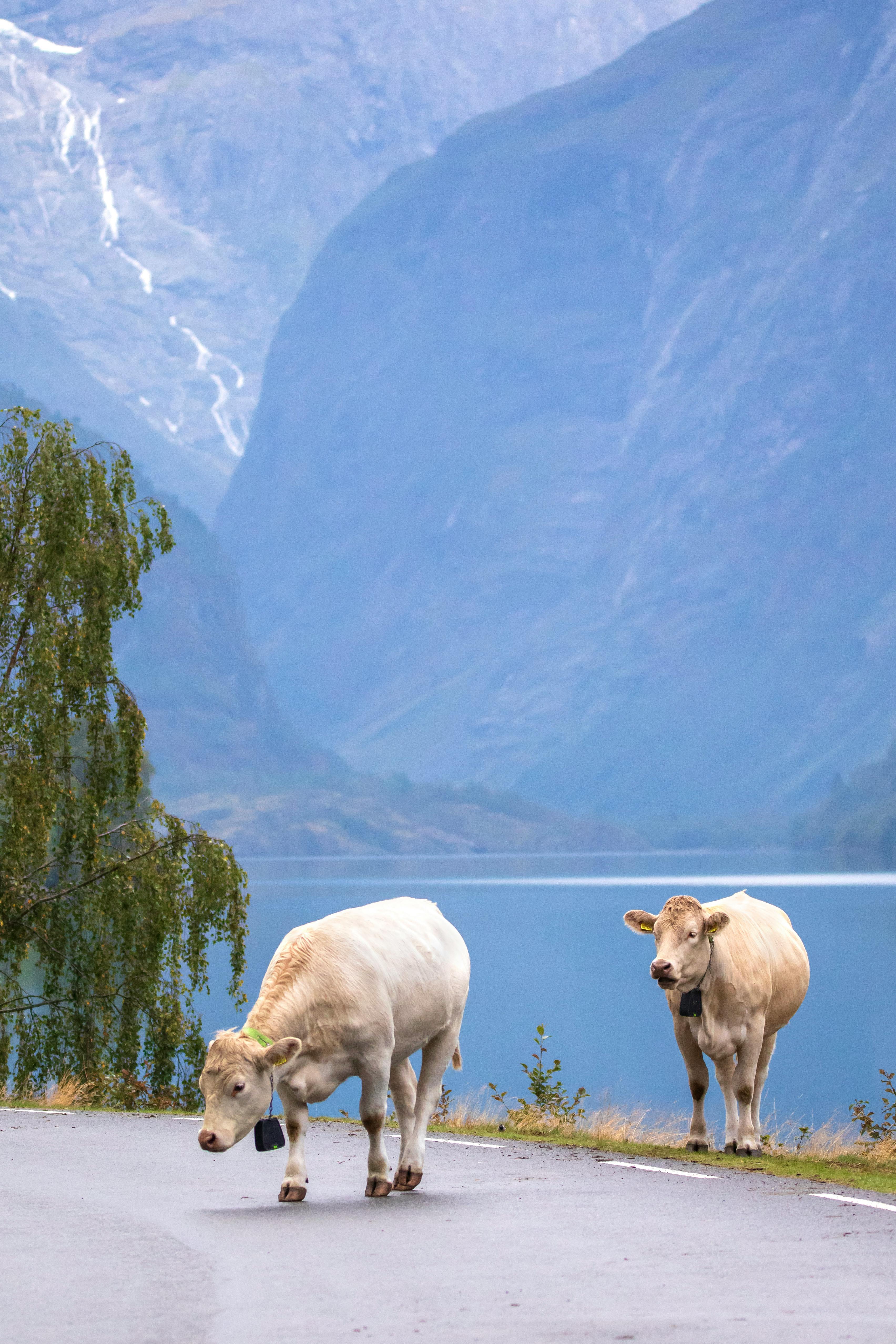 Cowbell Photos, Download The BEST Free Cowbell Stock Photos & HD Images