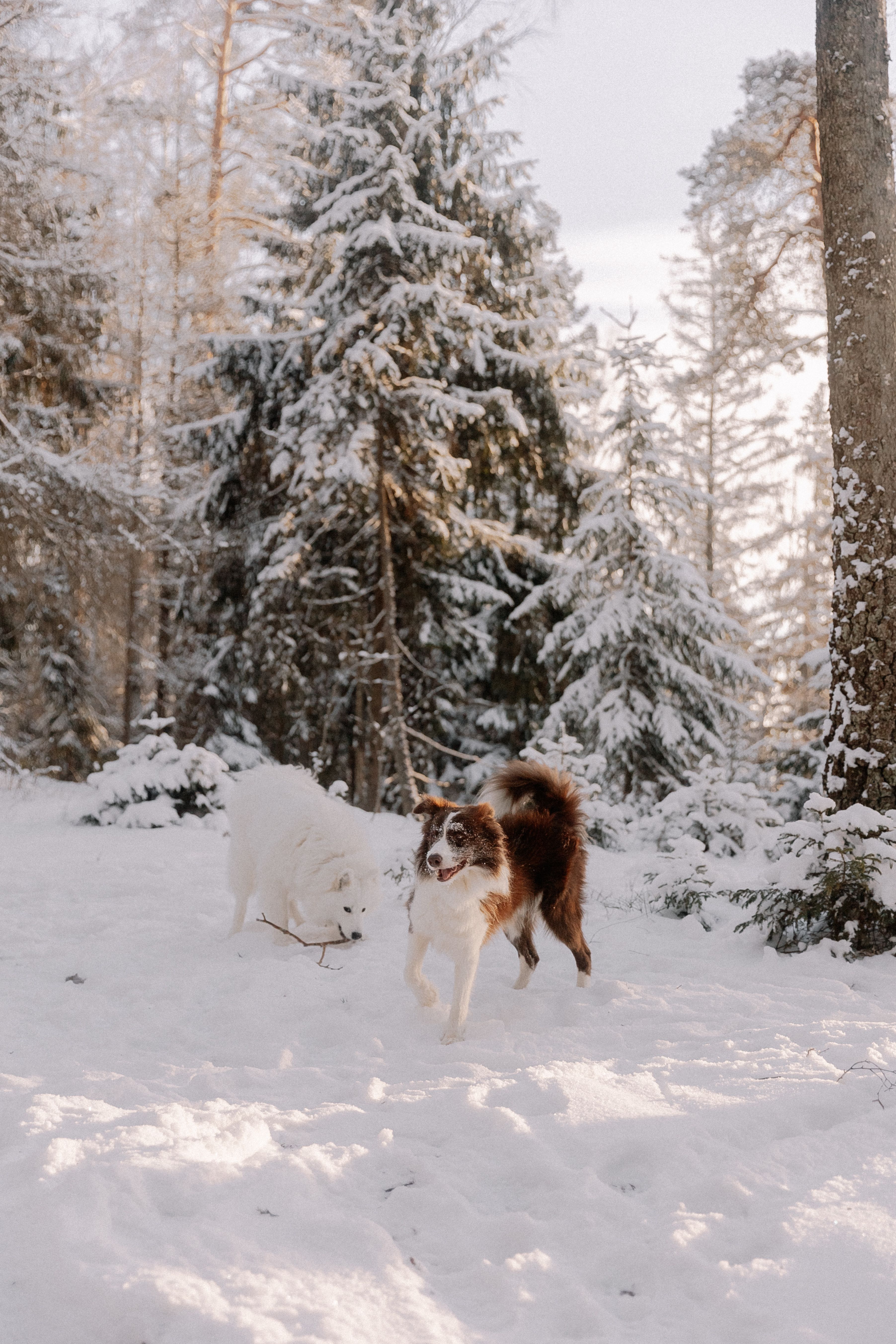 Dogs Standing on Snow in Winter Forest · Free Stock Photo