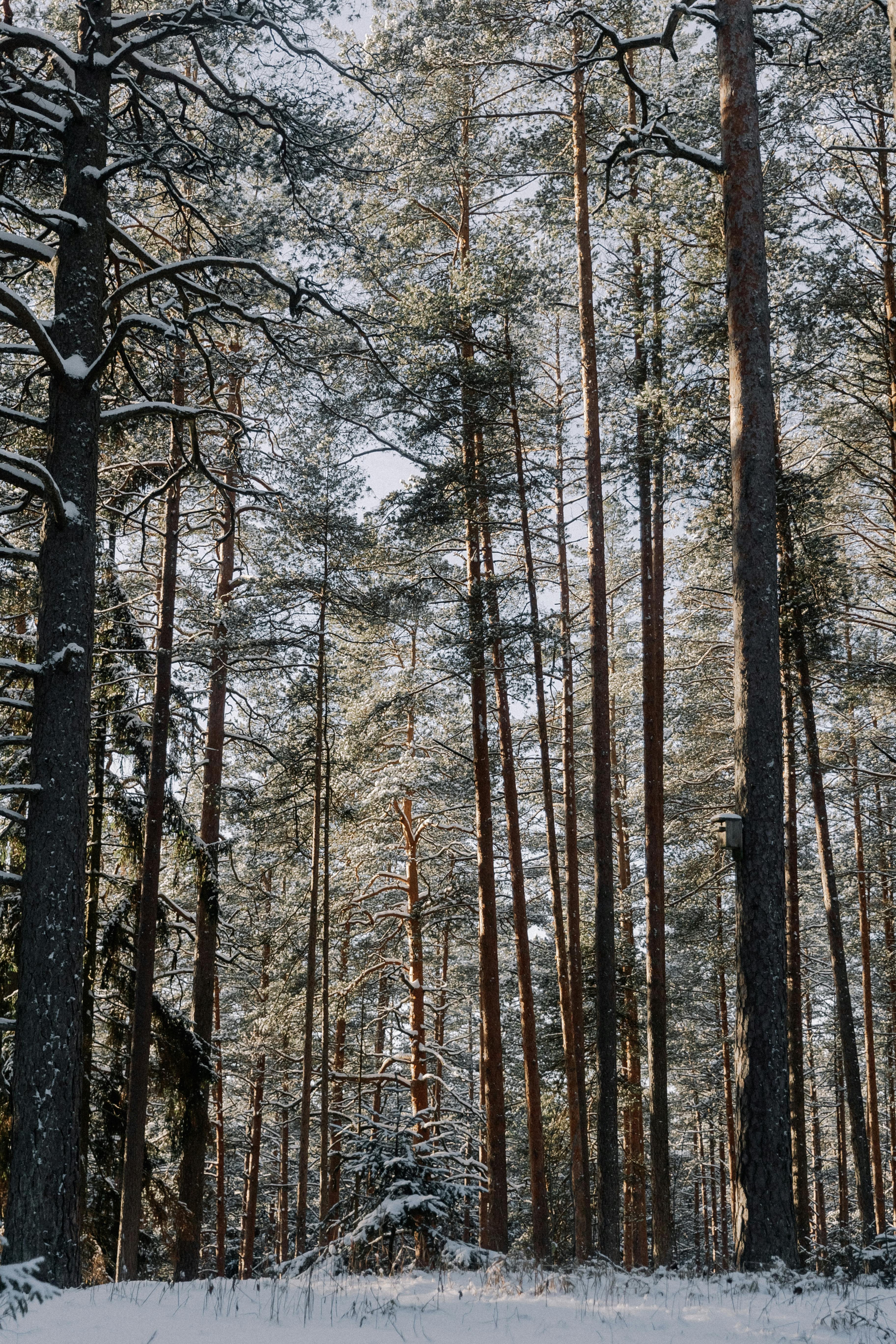 Conifer Winter Woodland · Free Stock Photo