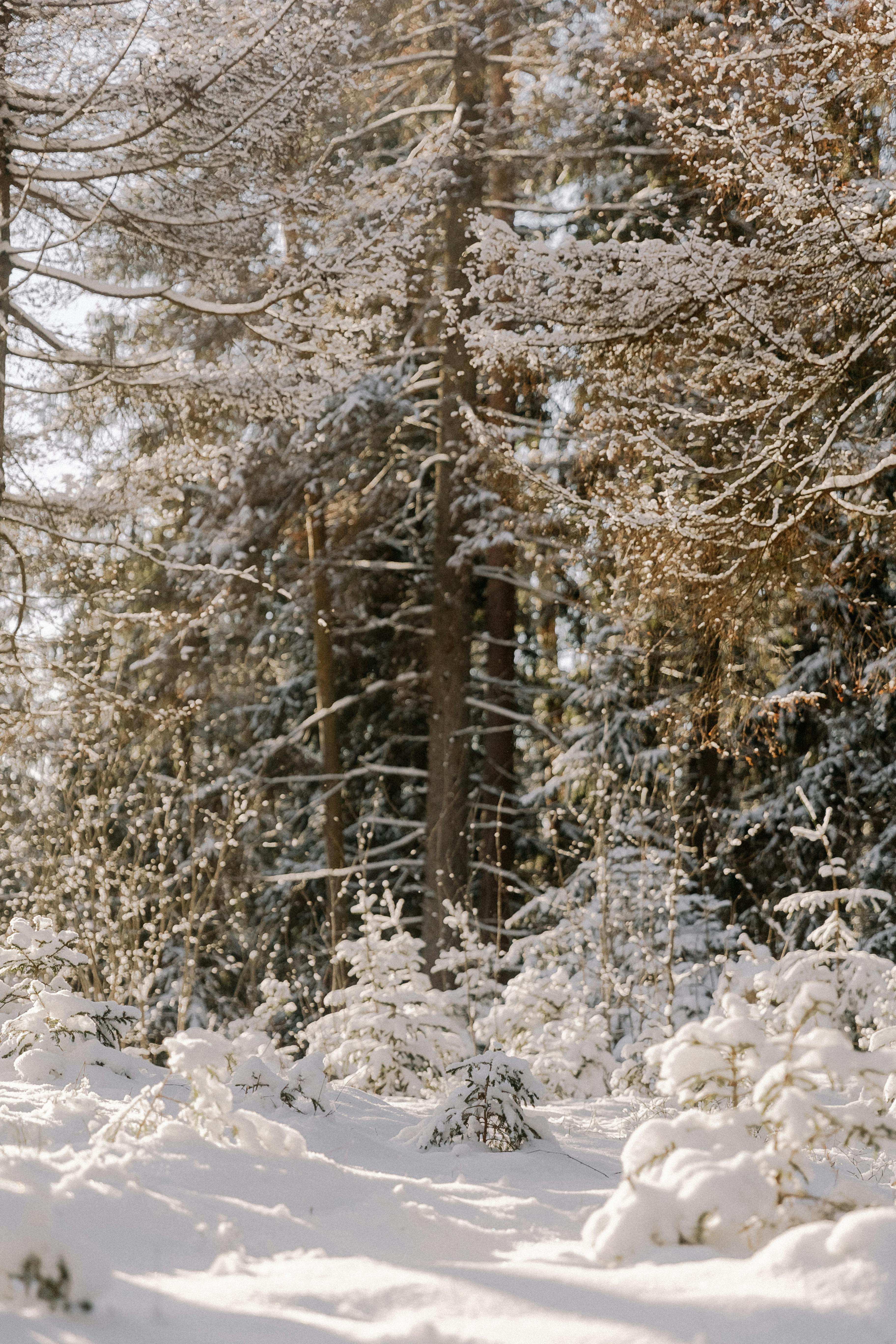 Young Trees Buried in Snow at the Edge of the Forest · Free Stock Photo