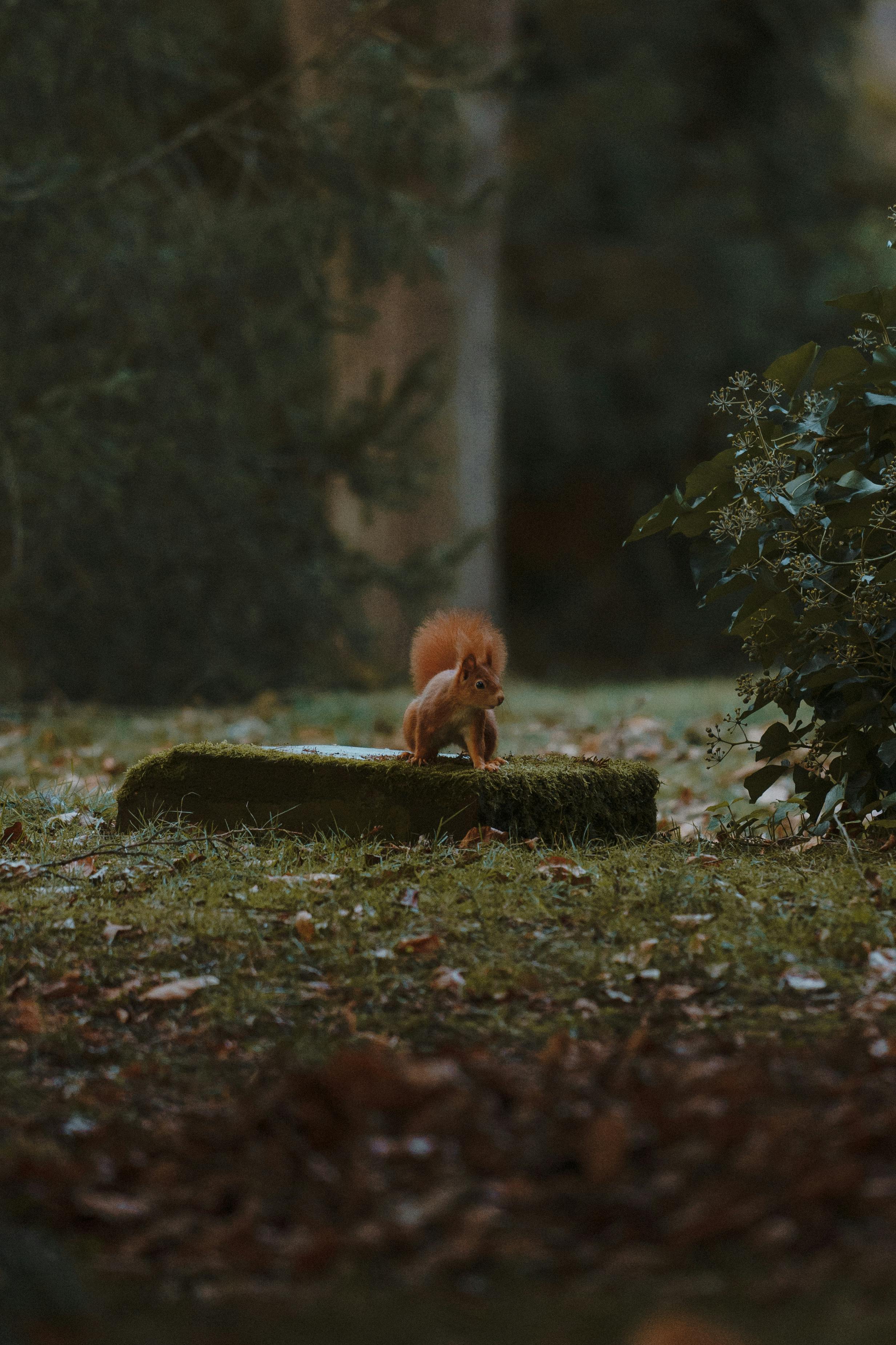 Mossy Slab Photos, Download The BEST Free Mossy Slab Stock Photos & HD ...