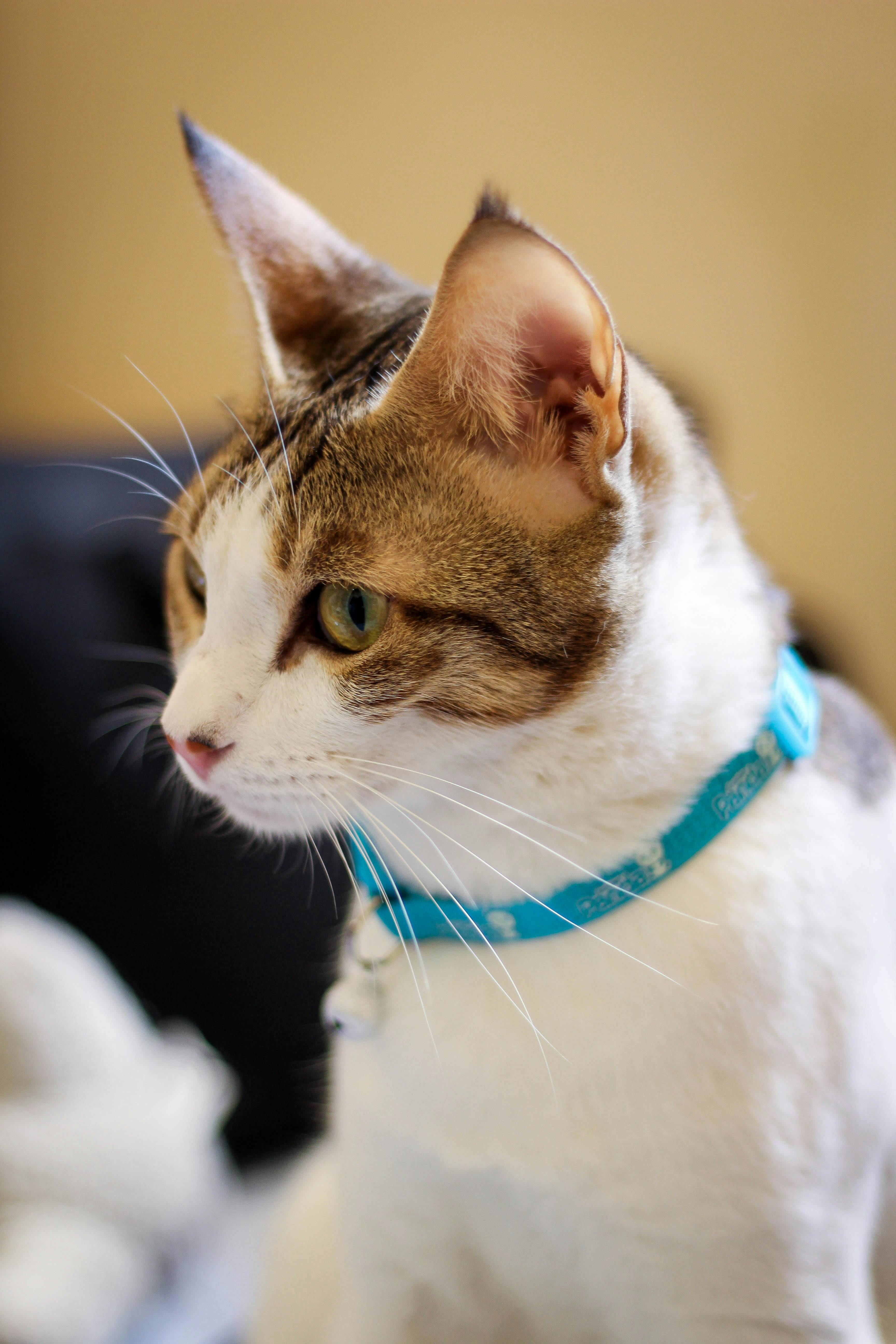 Cat with Blue Collar and Bell · Free Stock Photo