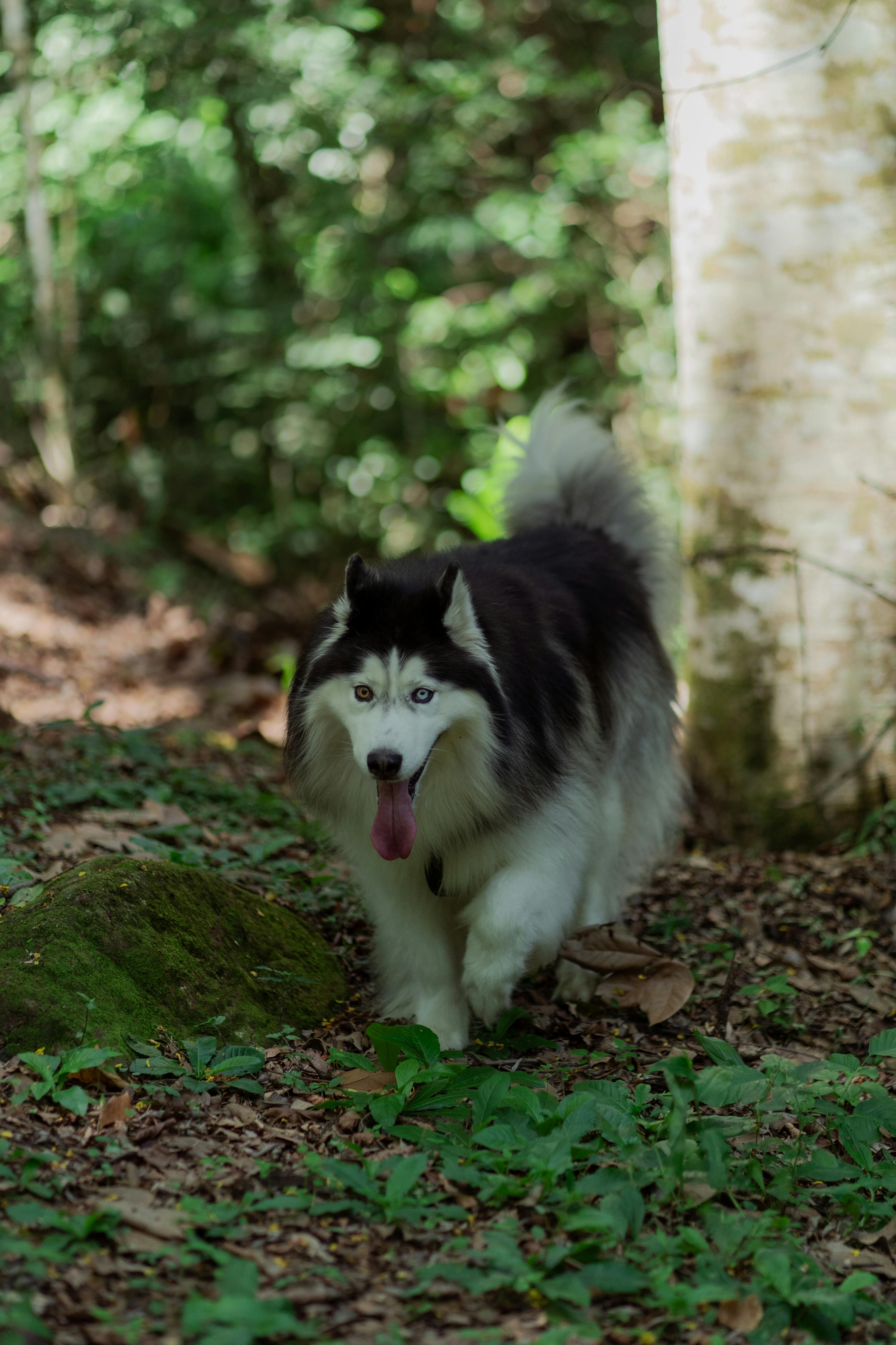 Panting Husky is Walking in Forest · Free Stock Photo