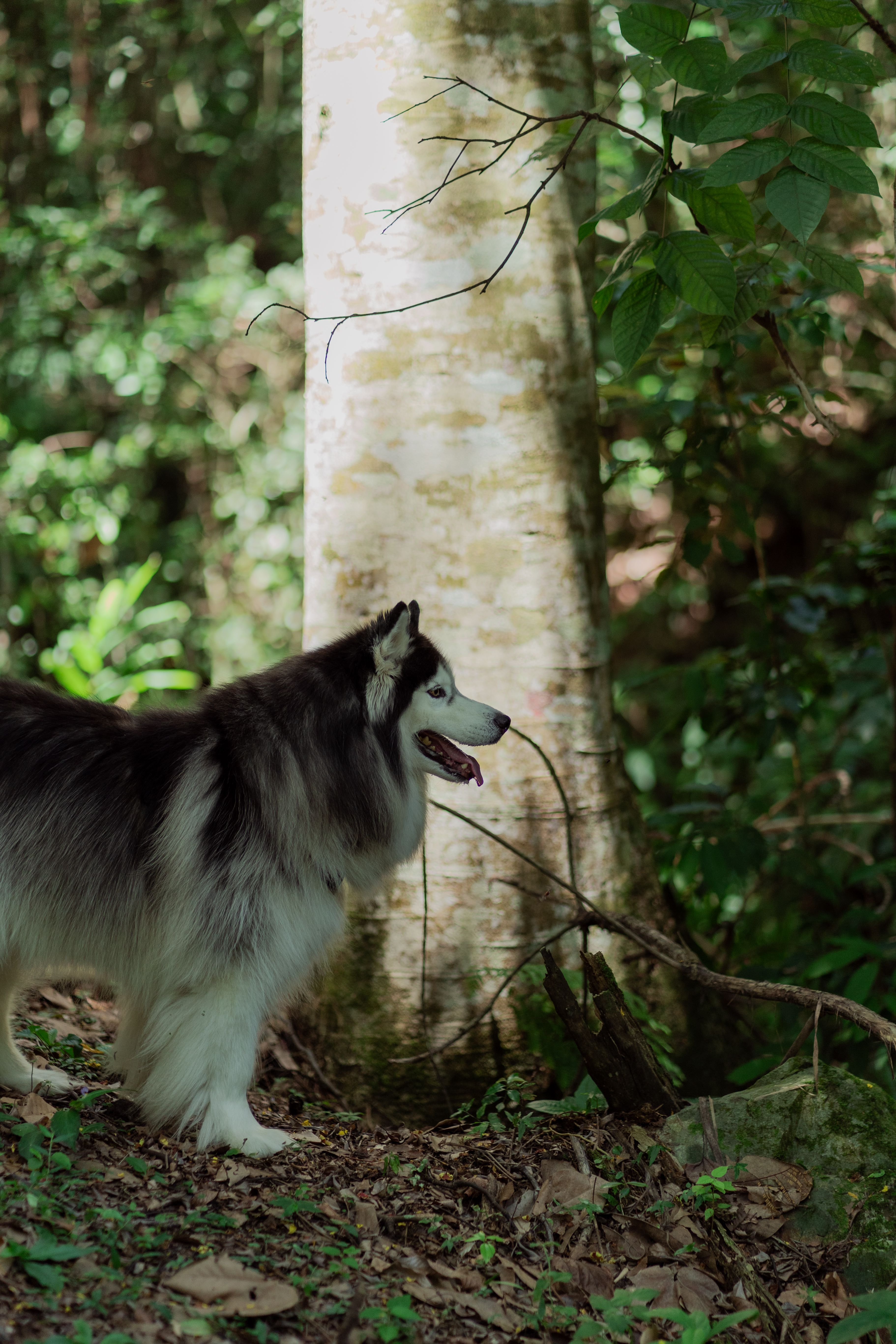 Husky Dog near Tree in Forest · Free Stock Photo