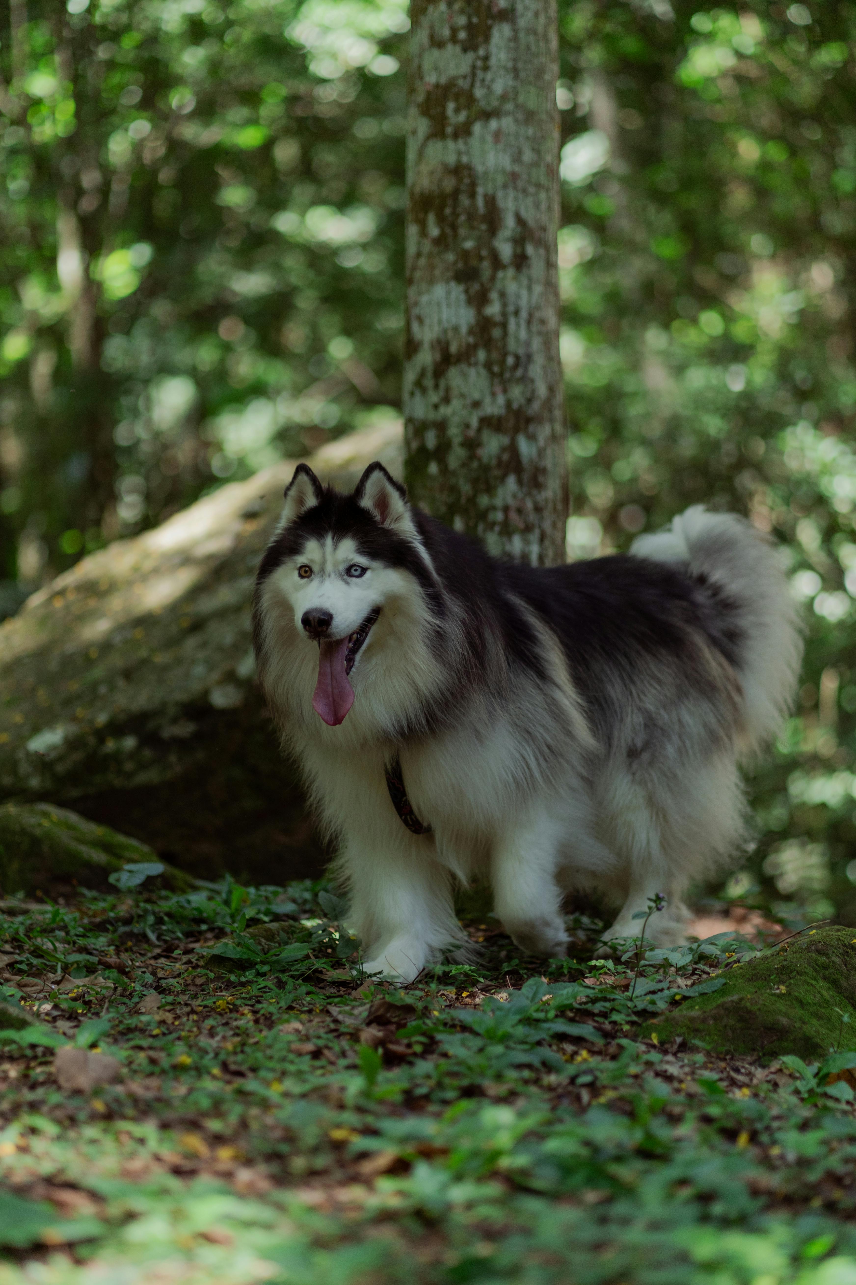 Husky Walking in Woods · Free Stock Photo