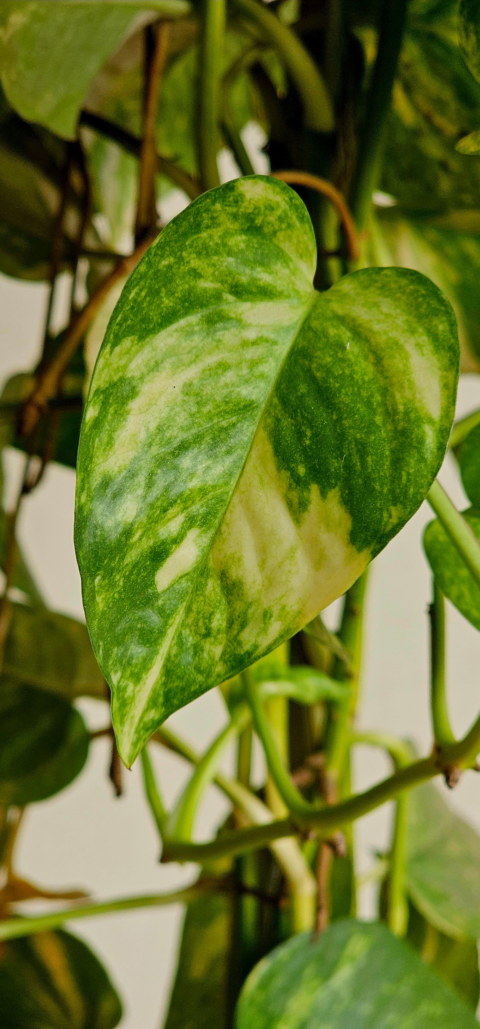 Green, Big Leaf of Plant · Free Stock Photo