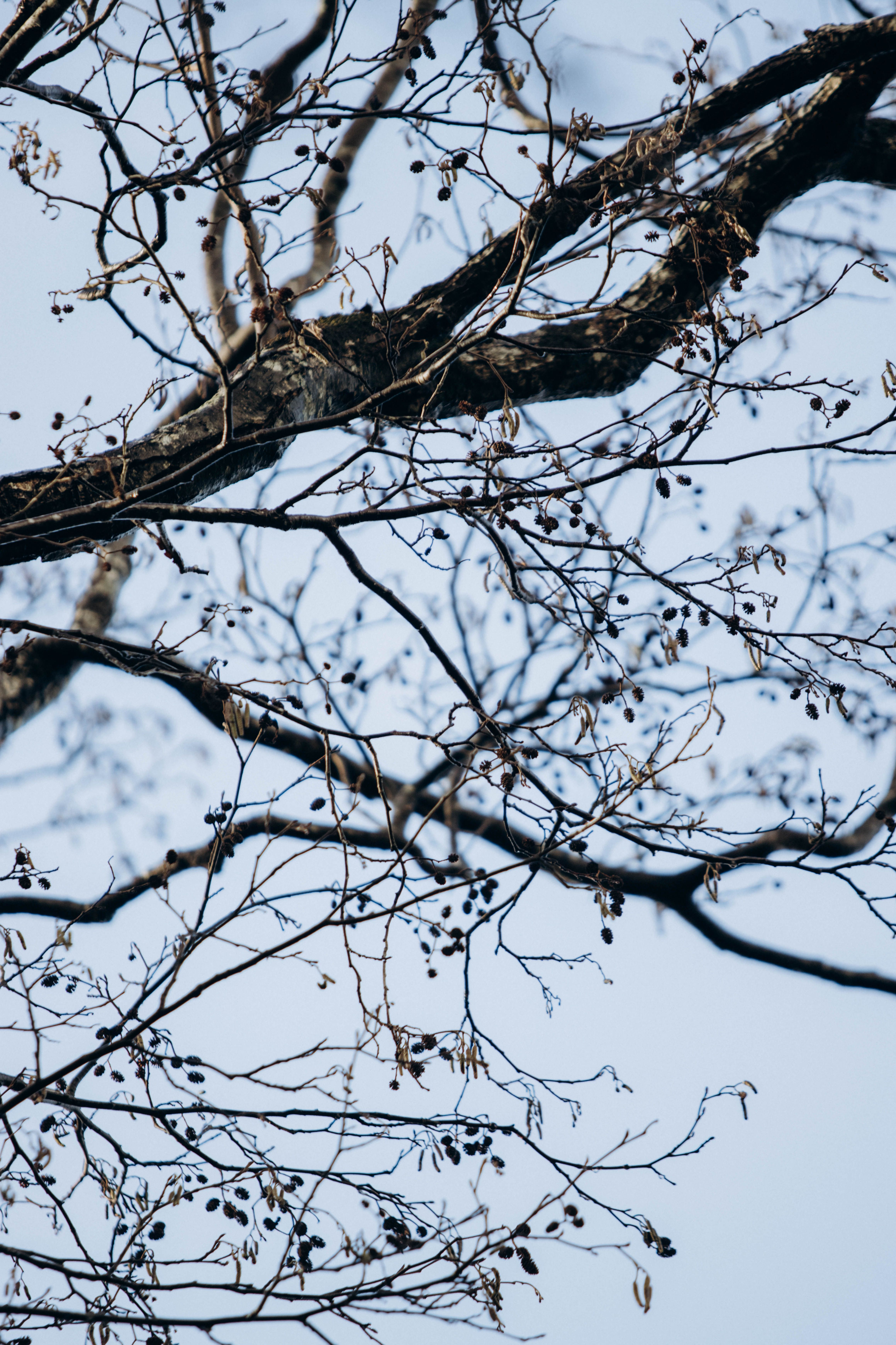 Berries on Bare Tree Branches · Free Stock Photo