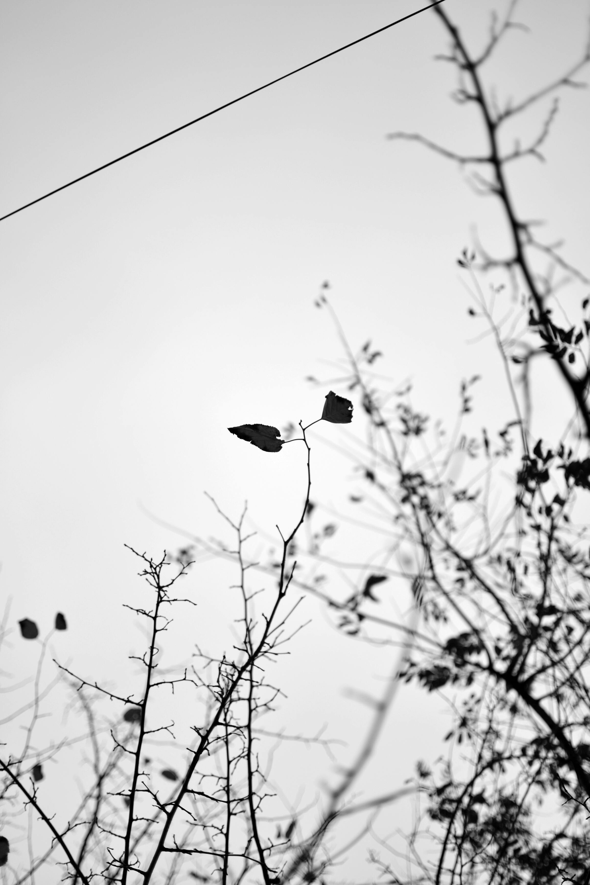 Black and white photo of a tree with leaves · Free Stock Photo