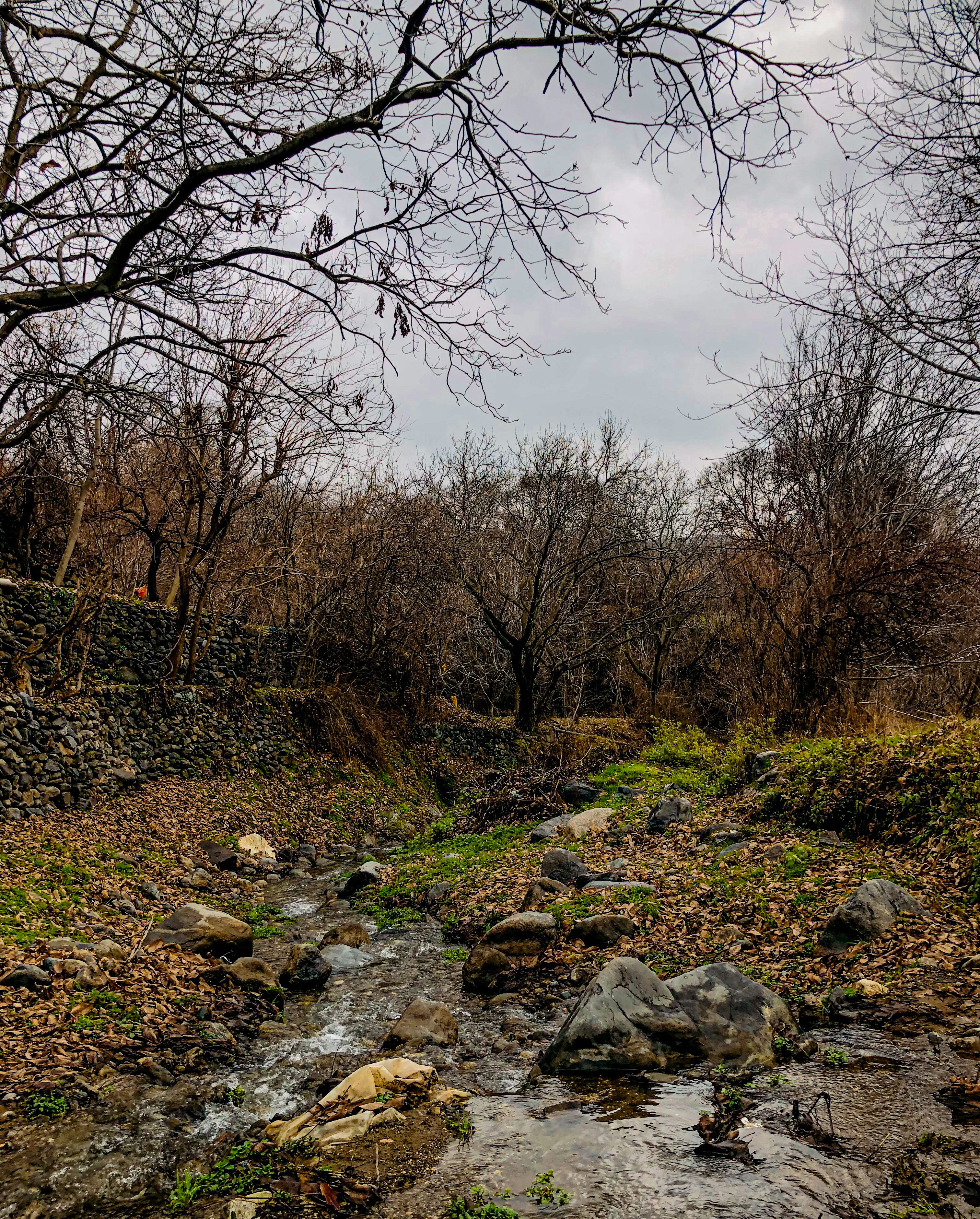 A stream running through a forest with rocks and trees · Free Stock Photo