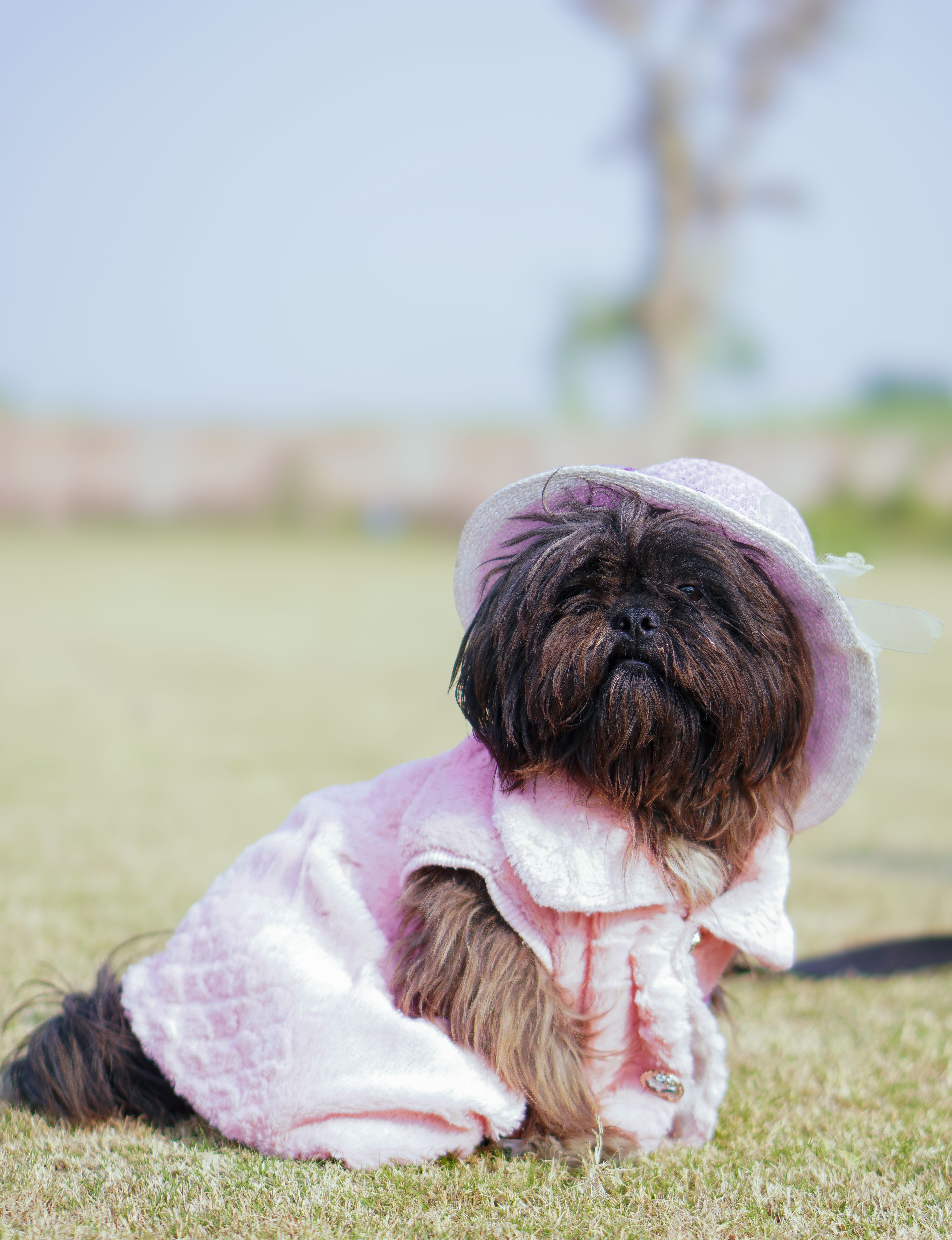 dog beauty · Free Stock Photo