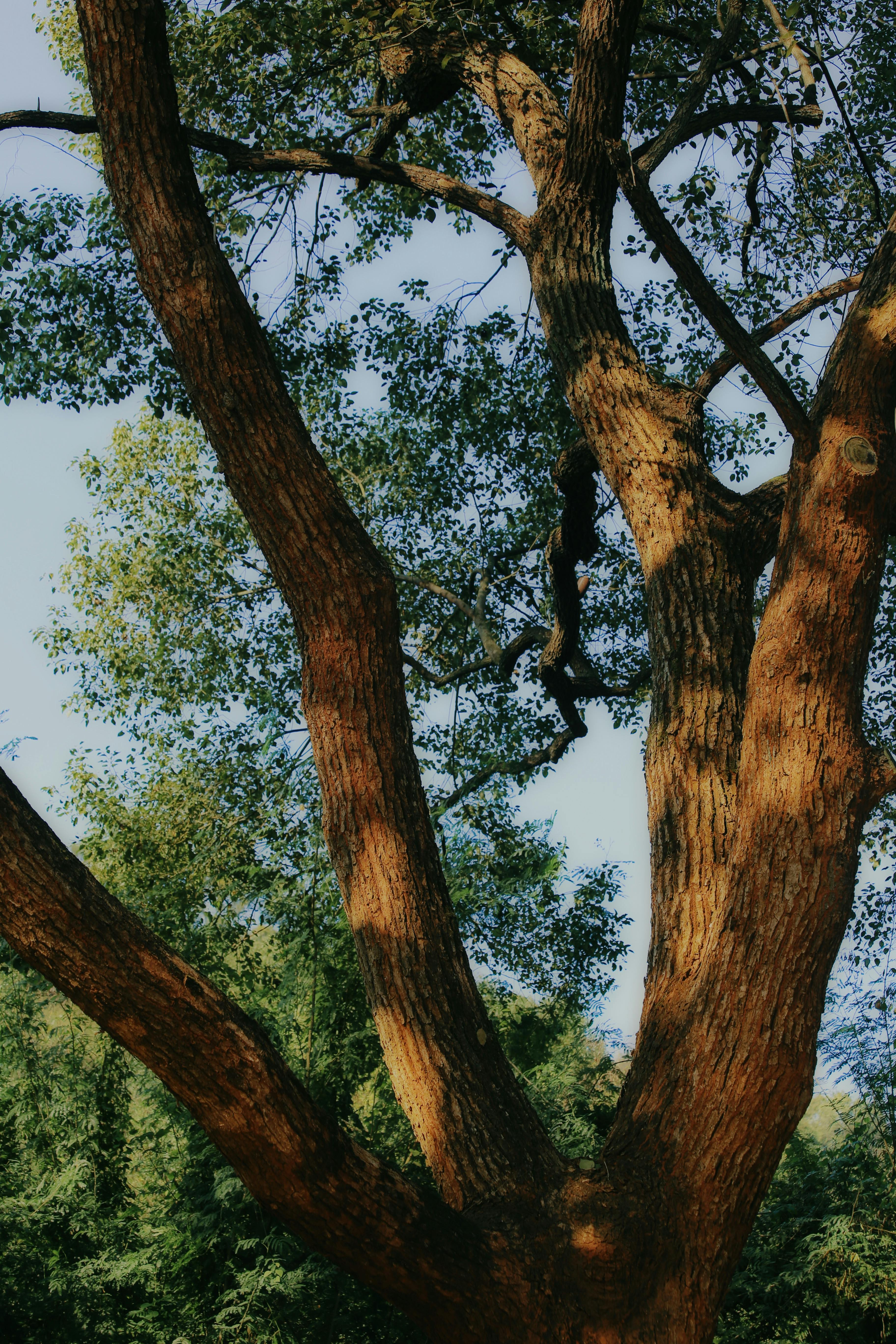 Brown Tree Branches · Free Stock Photo