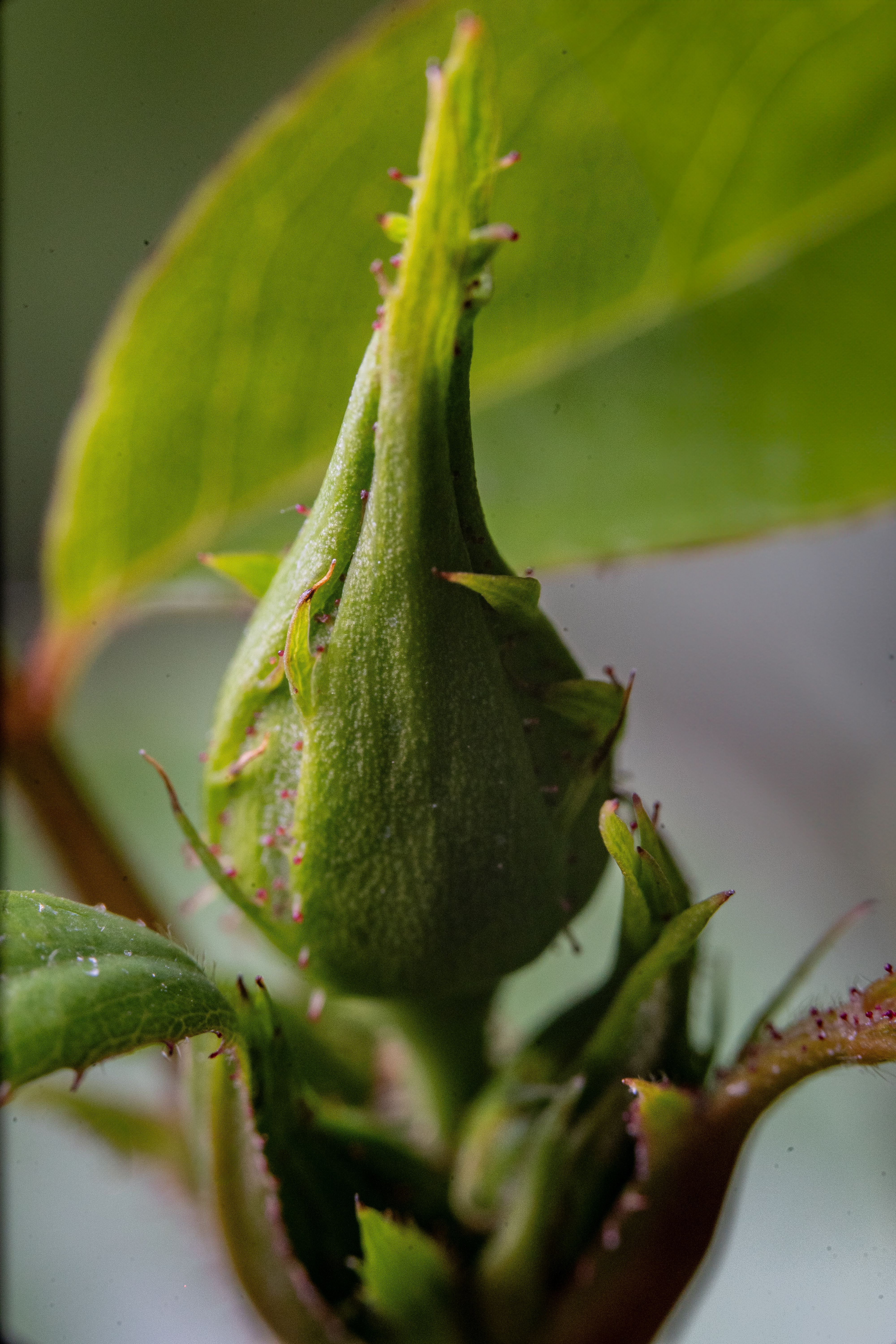Close-up Photo of a Green Rose Bud · Free Stock Photo