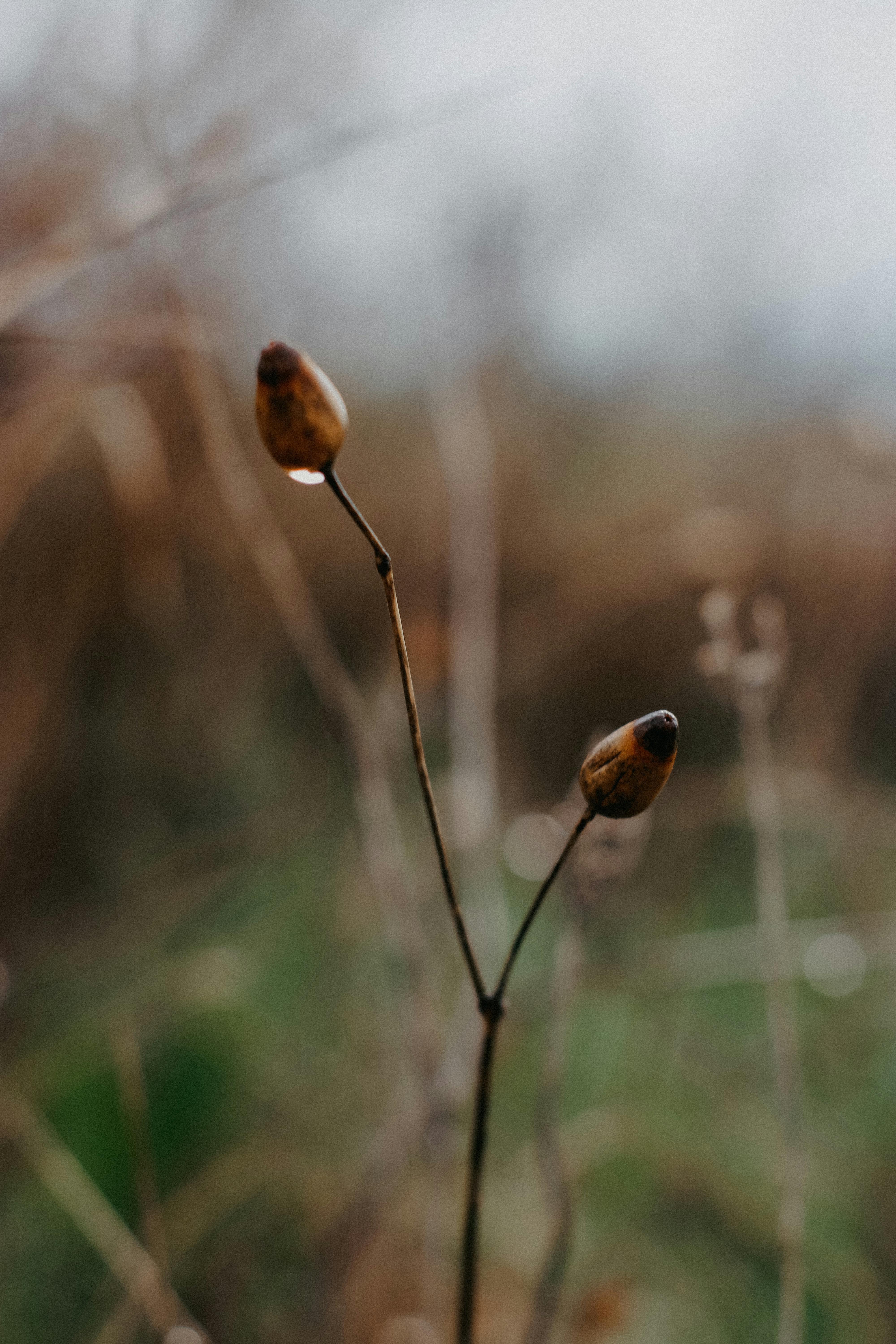Close-up of a Dry Plant with Water Droplets on a Field in Autumn · Free ...
