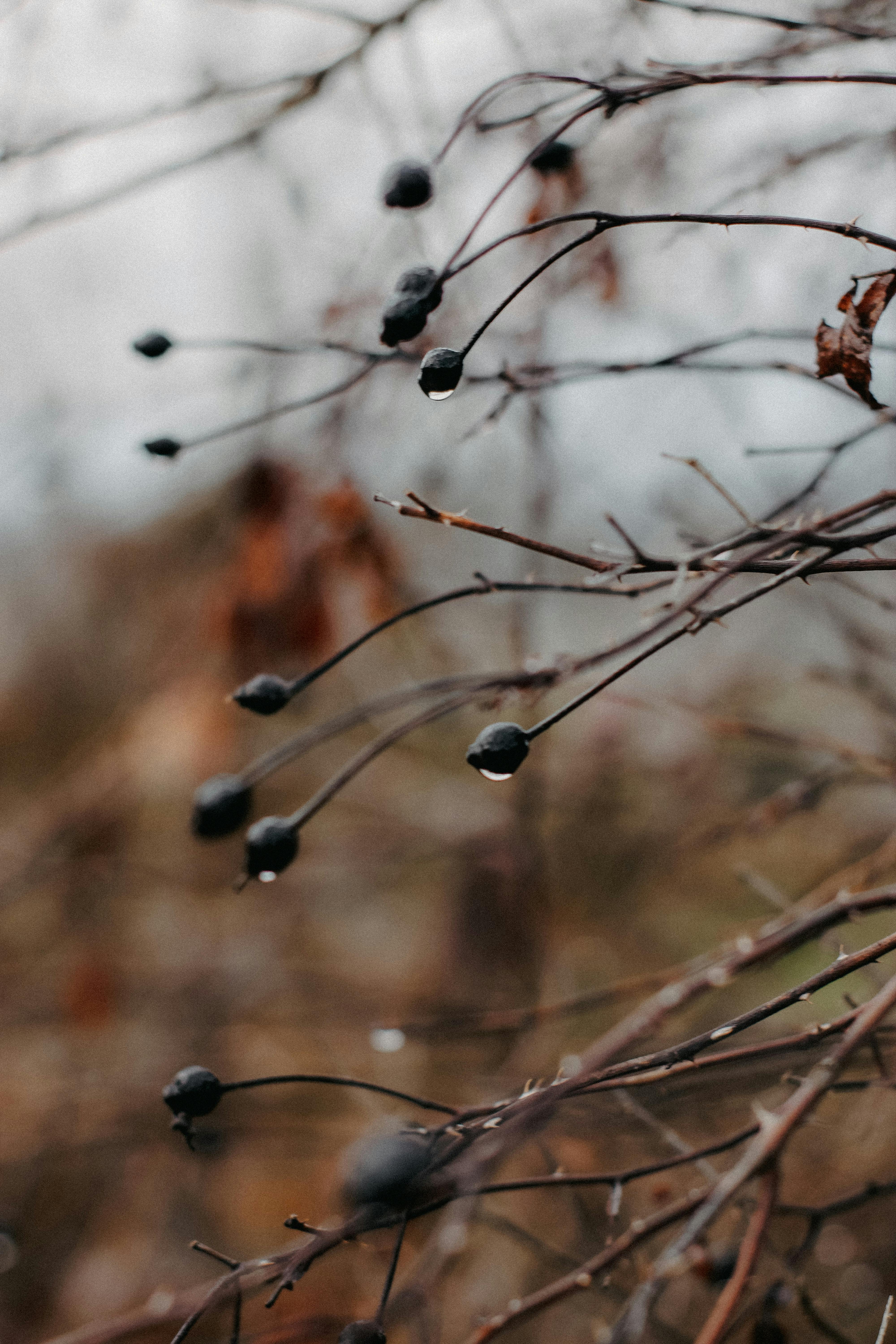 Delicate tree branch with wilted leaf and raindrops · Free Stock Photo