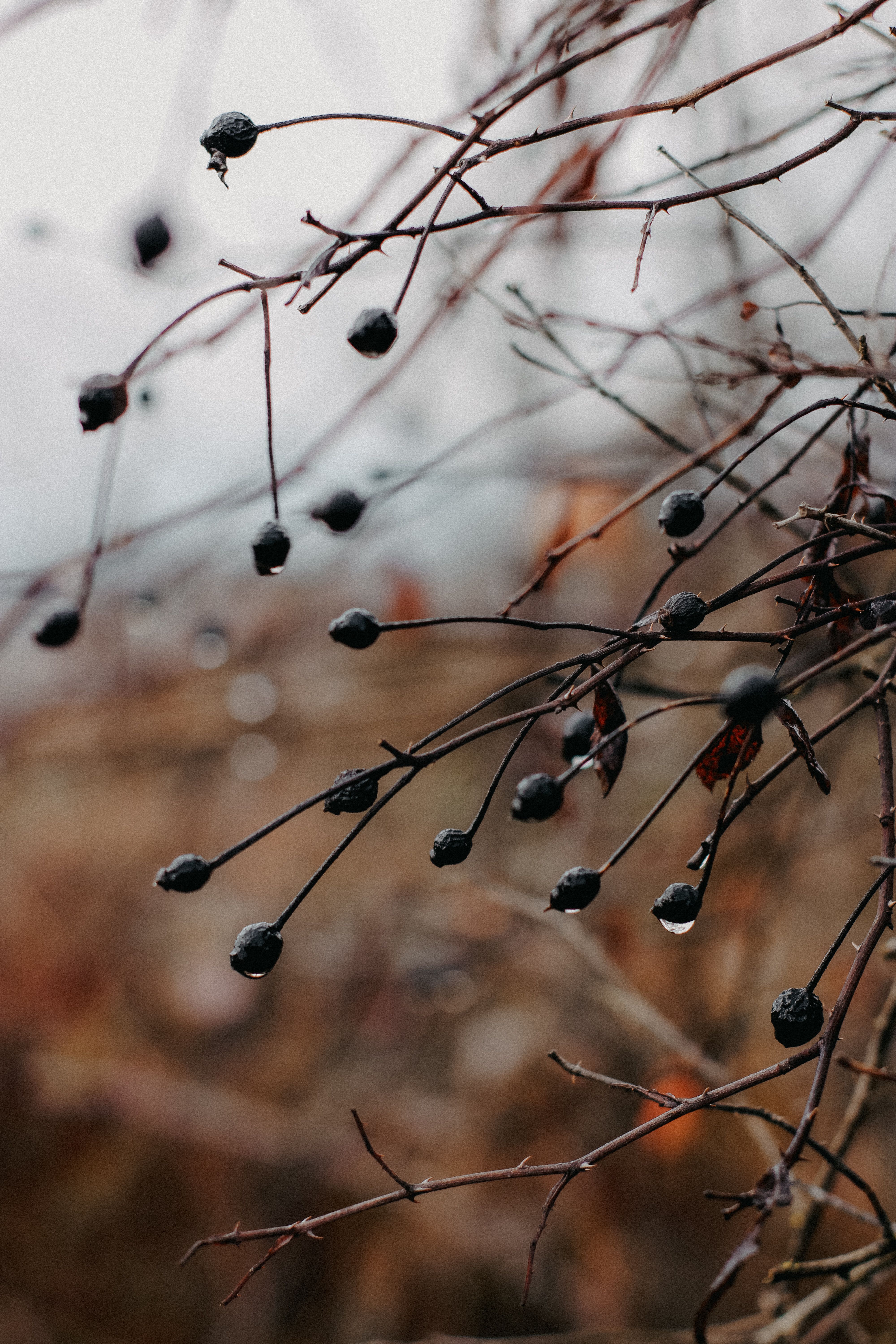 Close-up of Dry Shrub Branches with Water Droplets · Free Stock Photo