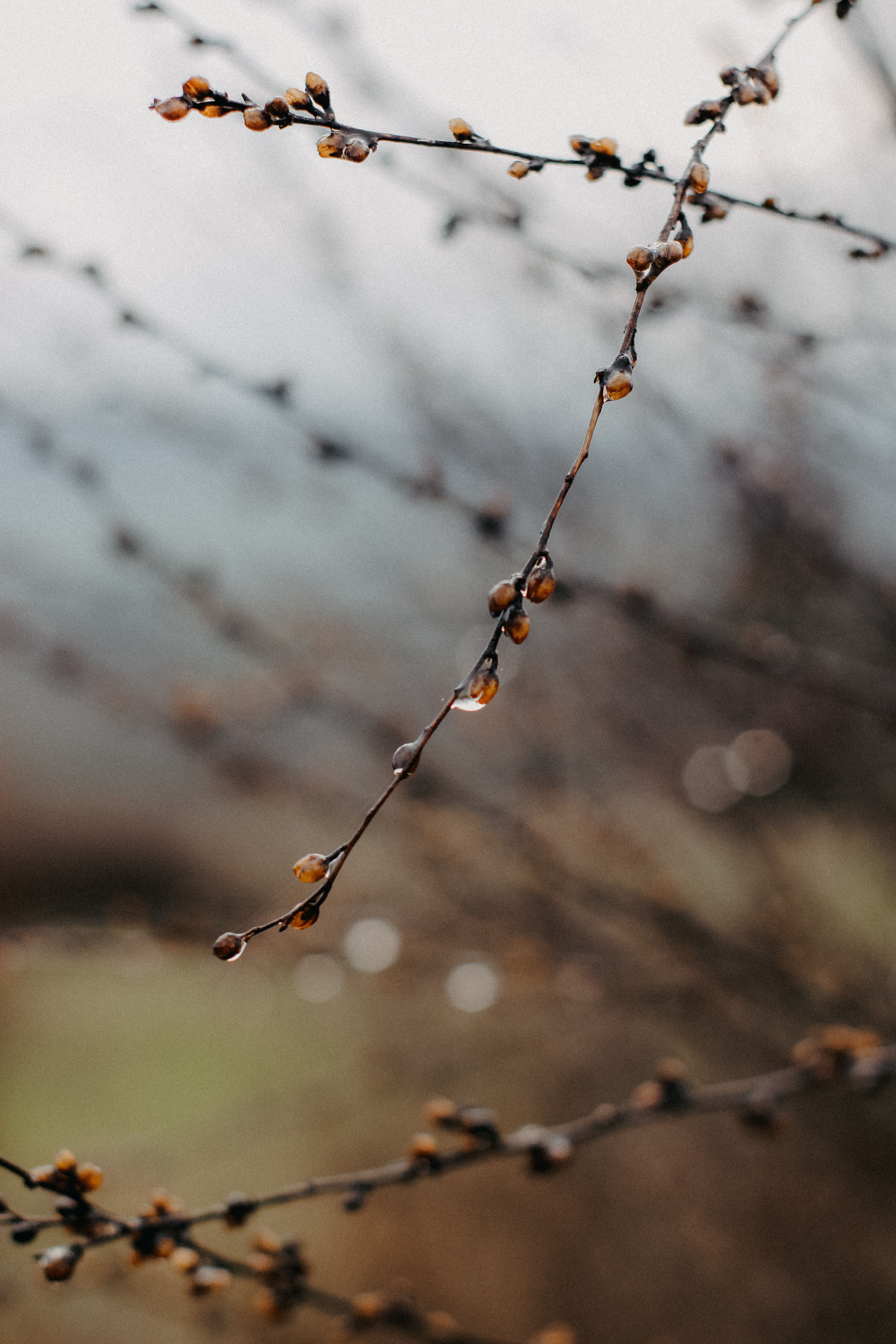 Close-Up Photography of Tree Branches · Free Stock Photo