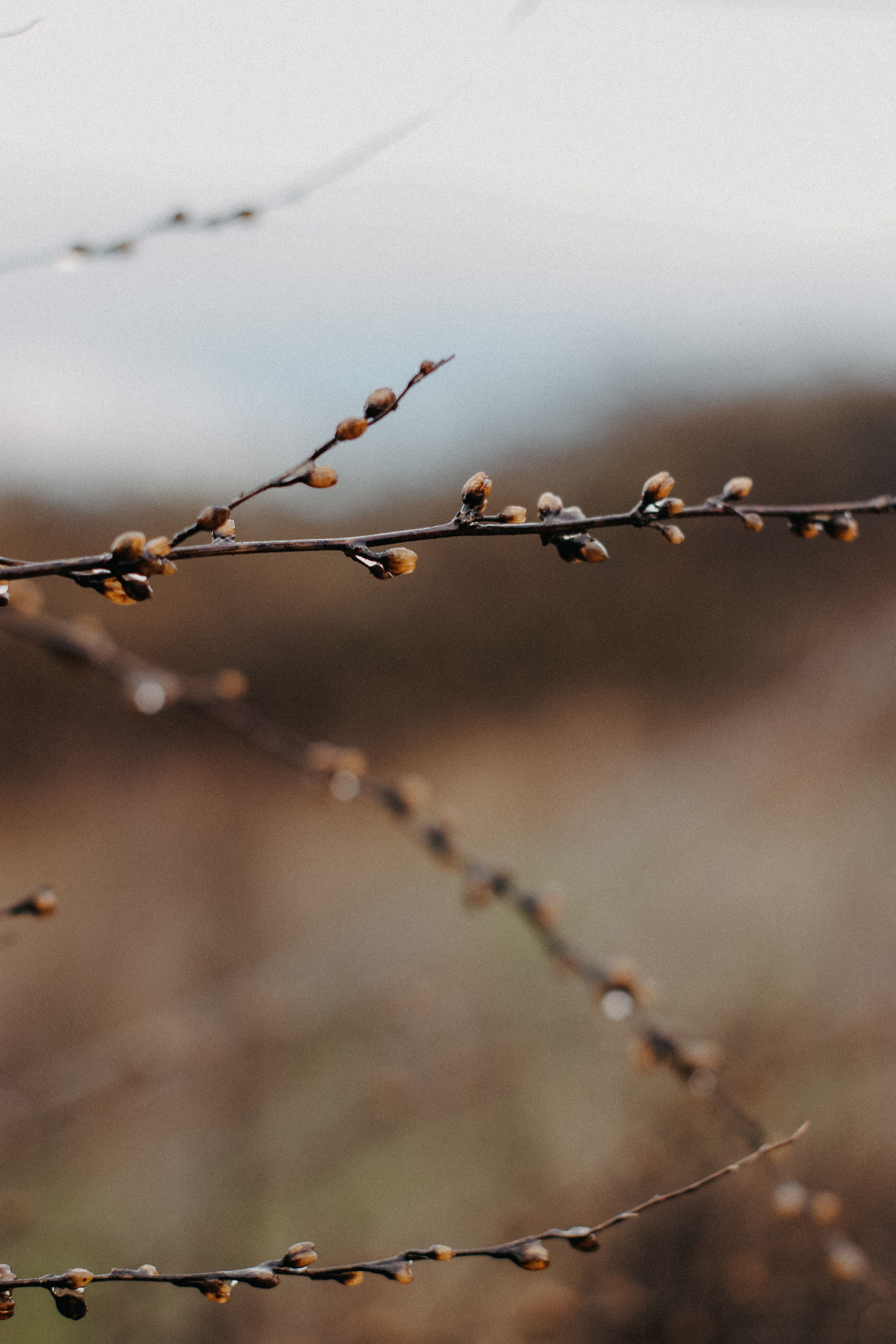 Close-up of Dry Shrub Branches with Water Droplets · Free Stock Photo