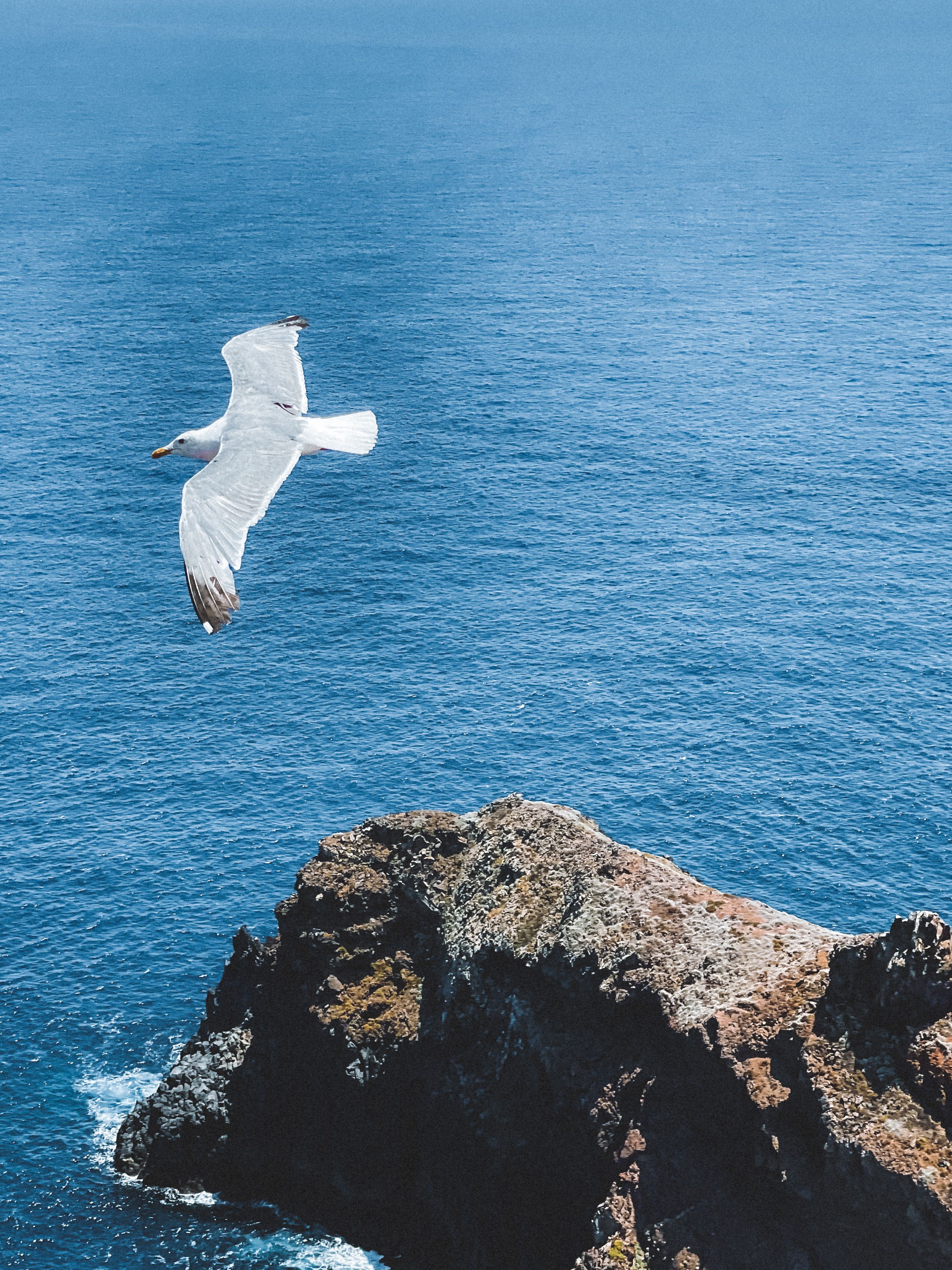 Seagull Flying Over Ocean and Rocks · Free Stock Photo