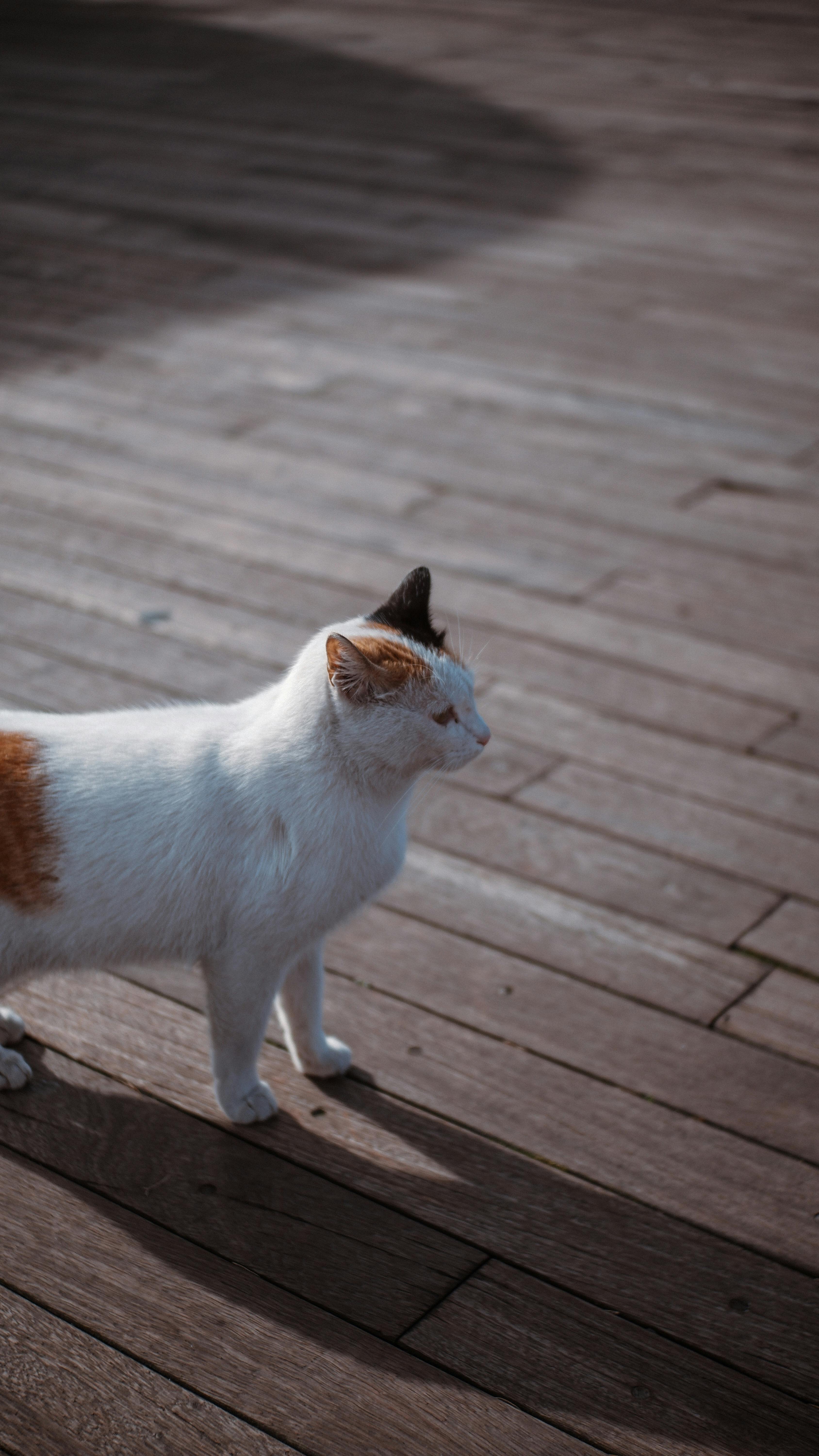 A Calico Cat Standing on a Wooden Floor in Sunlight · Free Stock Photo
