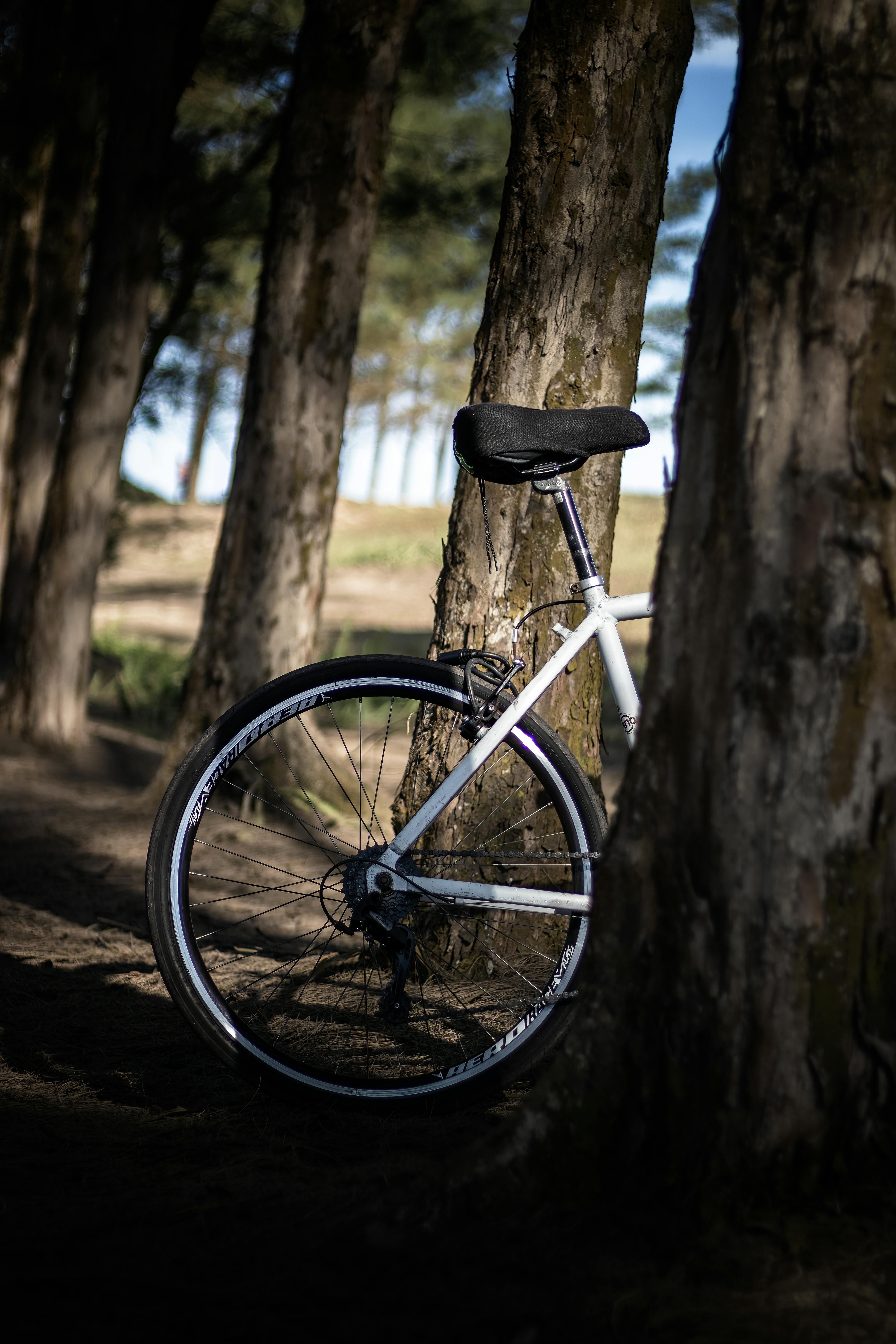 Bicycle Standing by a Pine Tree · Free Stock Photo