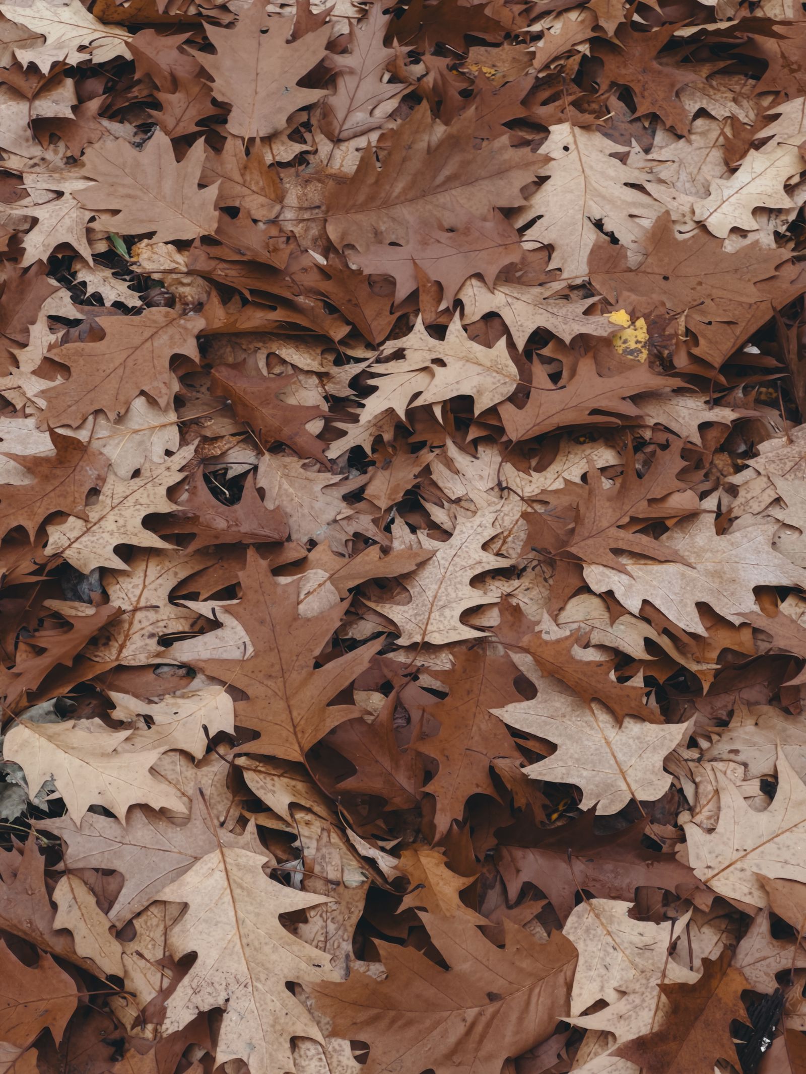 Background Brown Photos, Download The BEST Free Background Brown Stock ...
