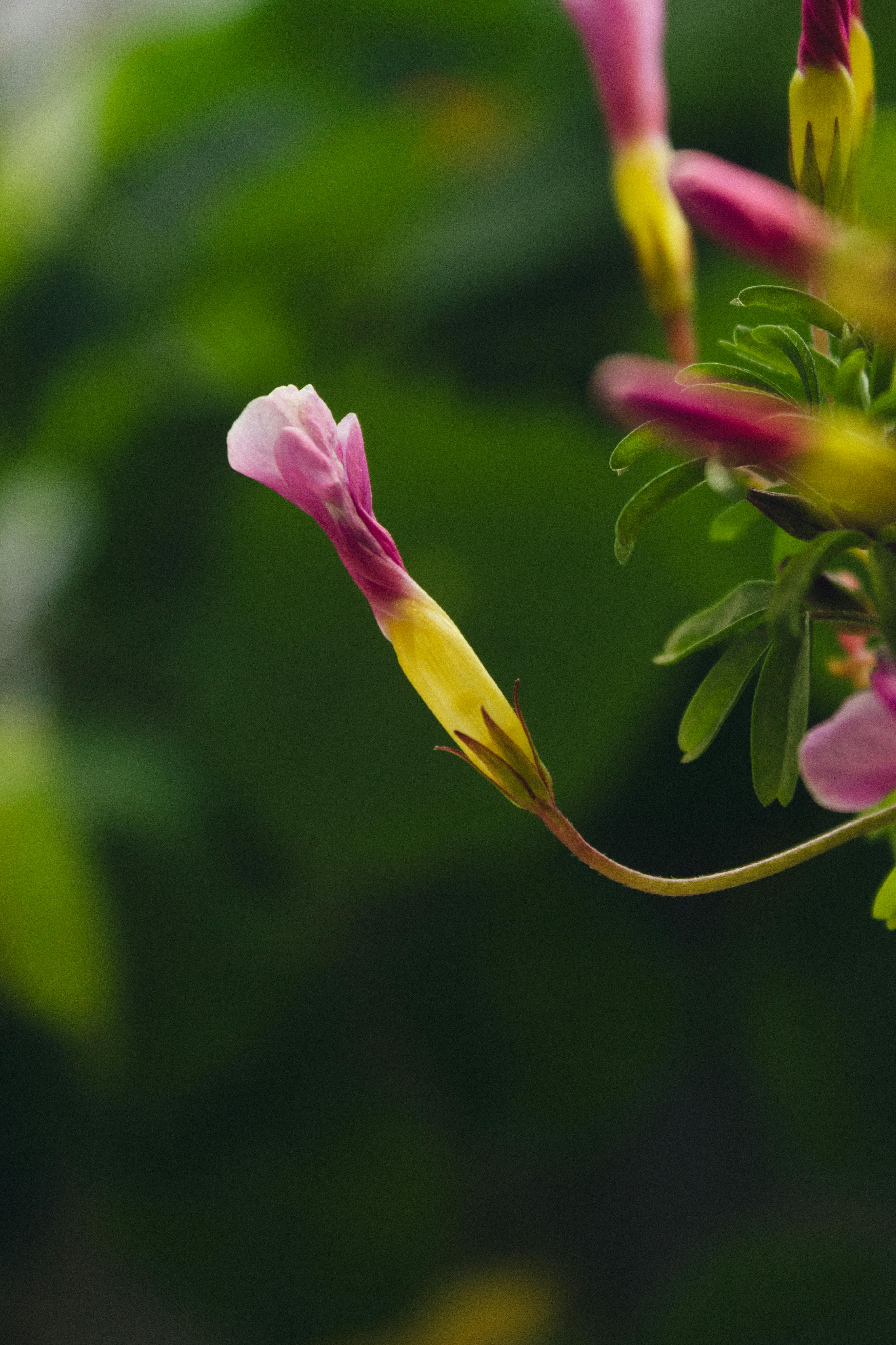 Close-up of a Flower Bud · Free Stock Photo
