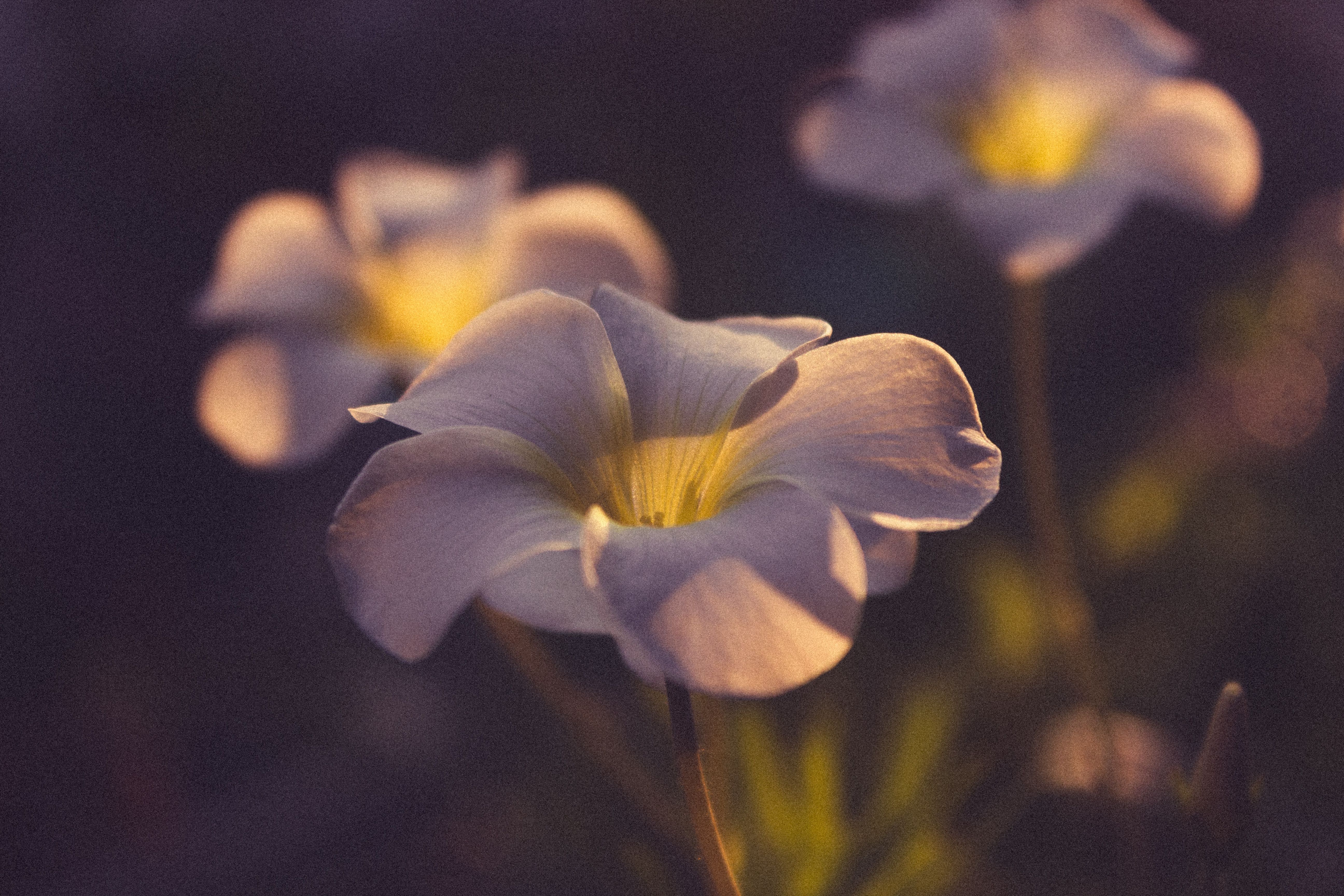 Selective Focus of a Lilac Flower · Free Stock Photo