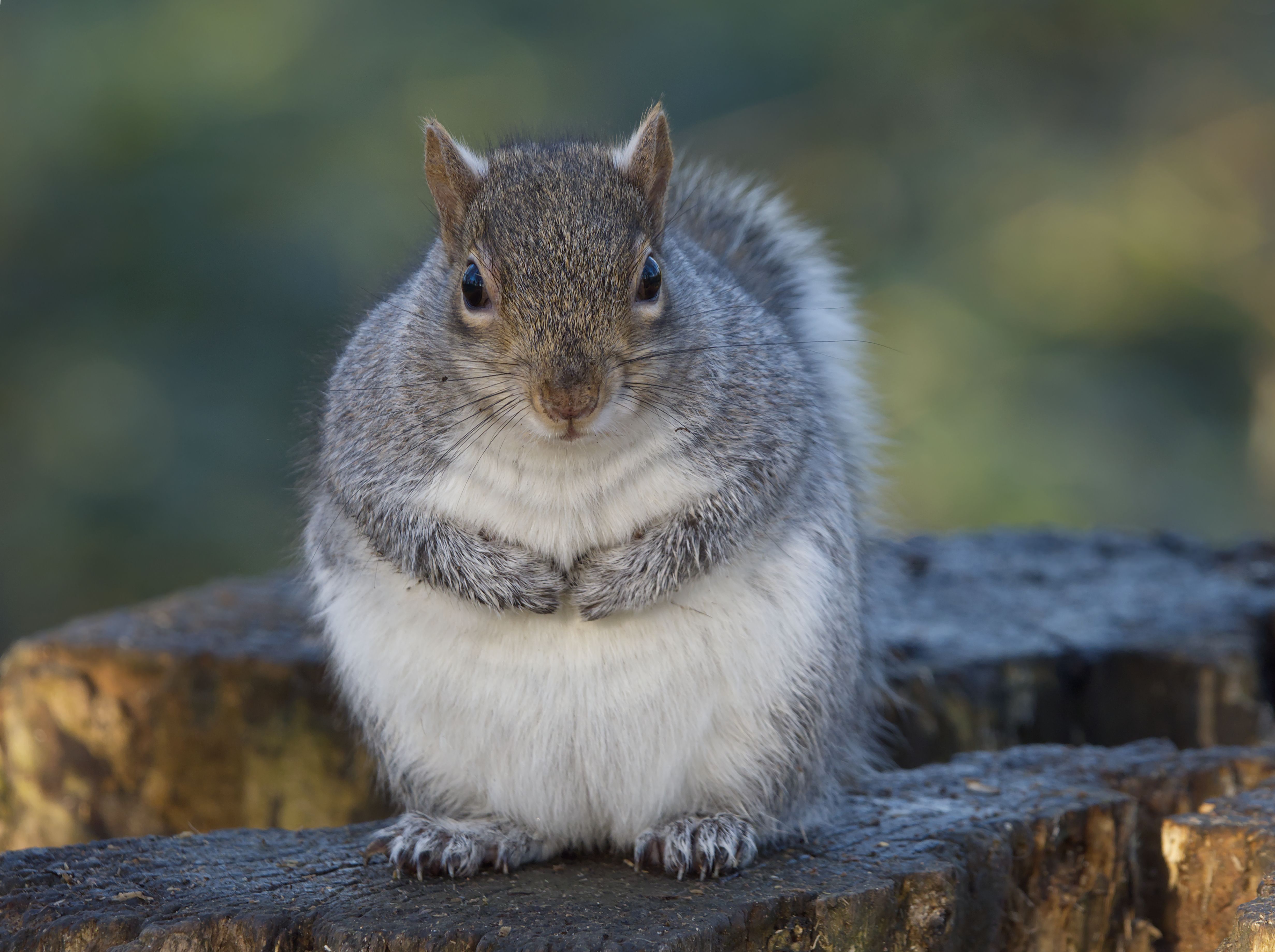 Close-up of a Gray Squirrel Sitting on a Tree Stump · Free Stock Photo