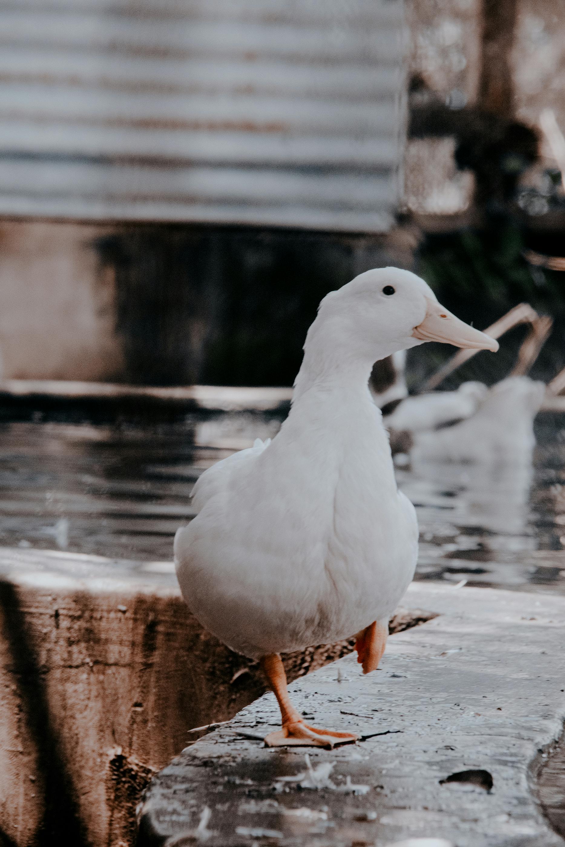 Brown White and Blue Duck · Free Stock Photo