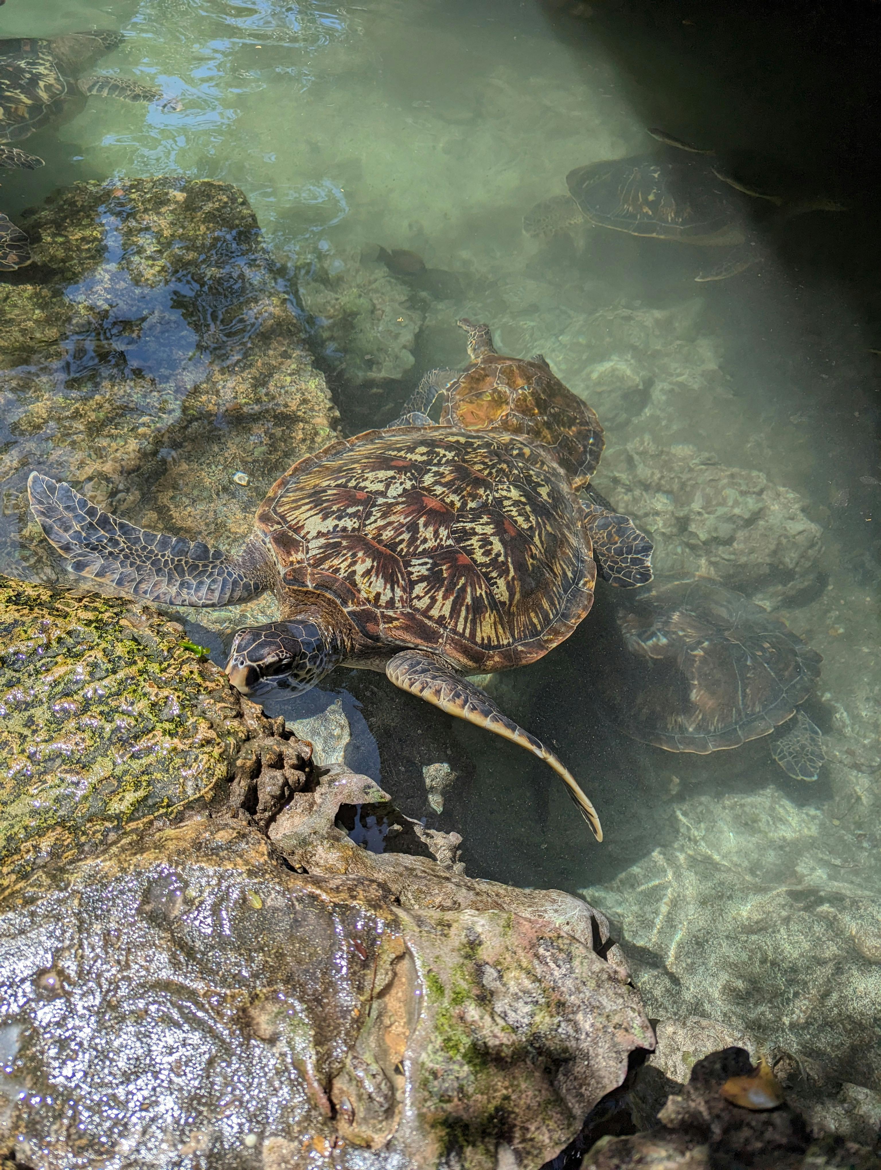 Selective Focus Photography of Turtle on Bench · Free Stock Photo