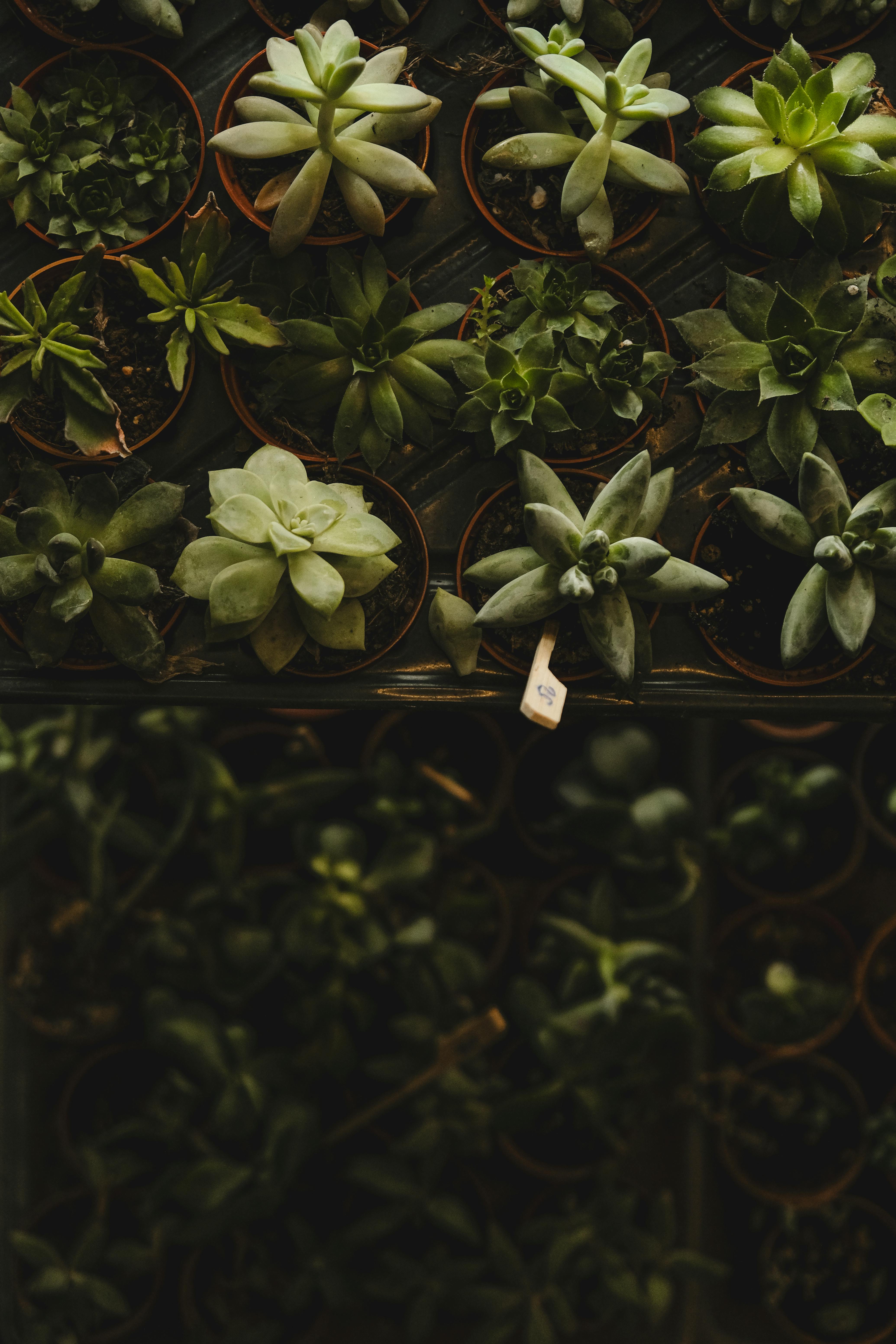 A close up of a plant in a pot · Free Stock Photo