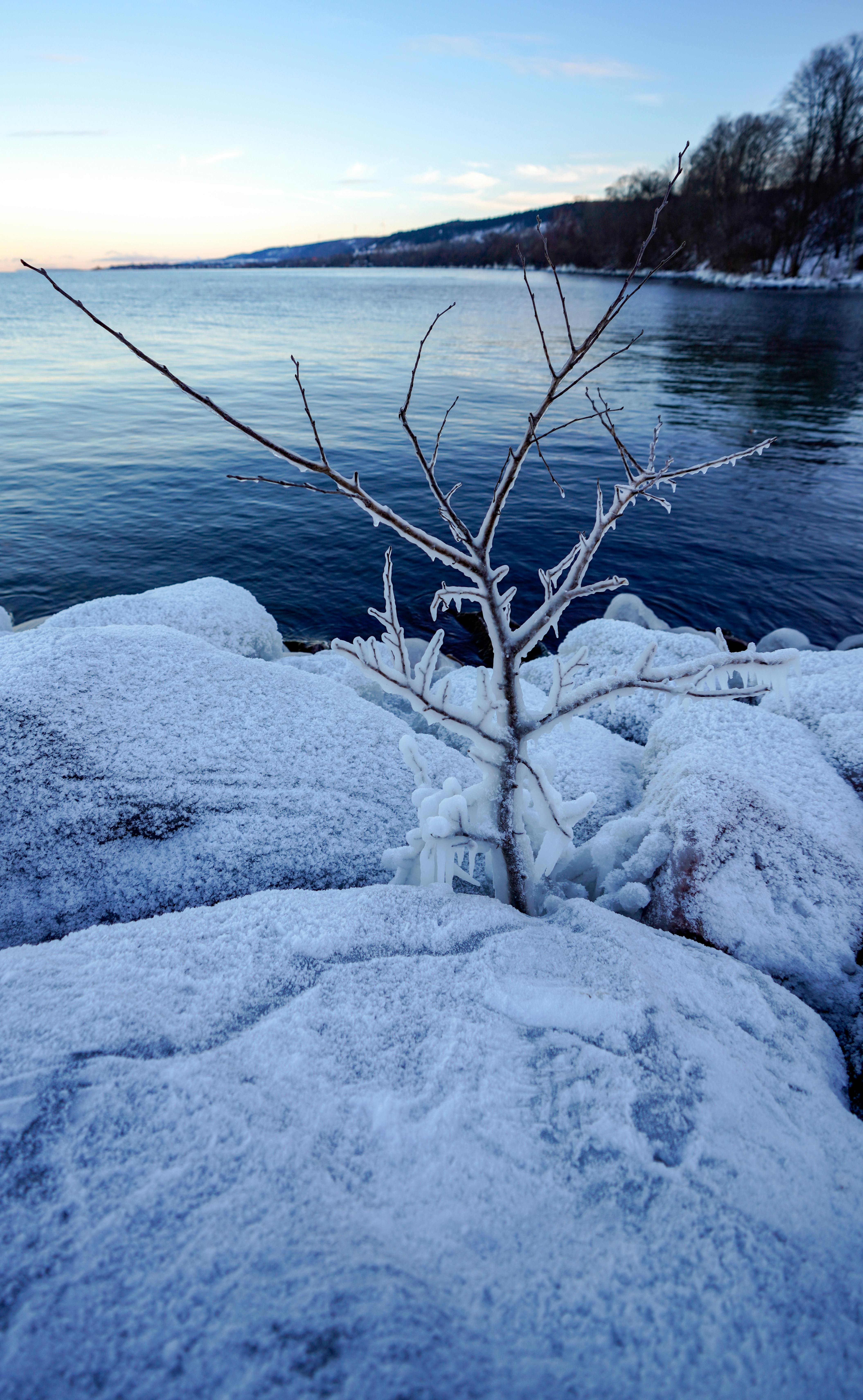 Branch on a Frozen Shore · Free Stock Photo