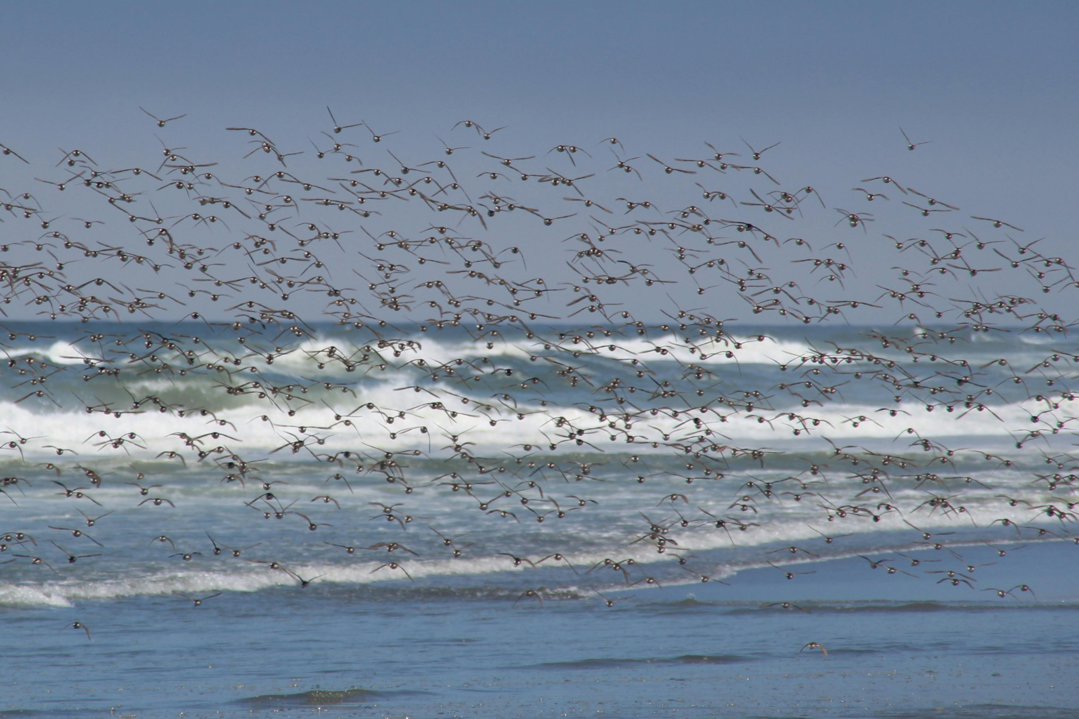 Flock of Birds Flying over the Sea · Free Stock Photo