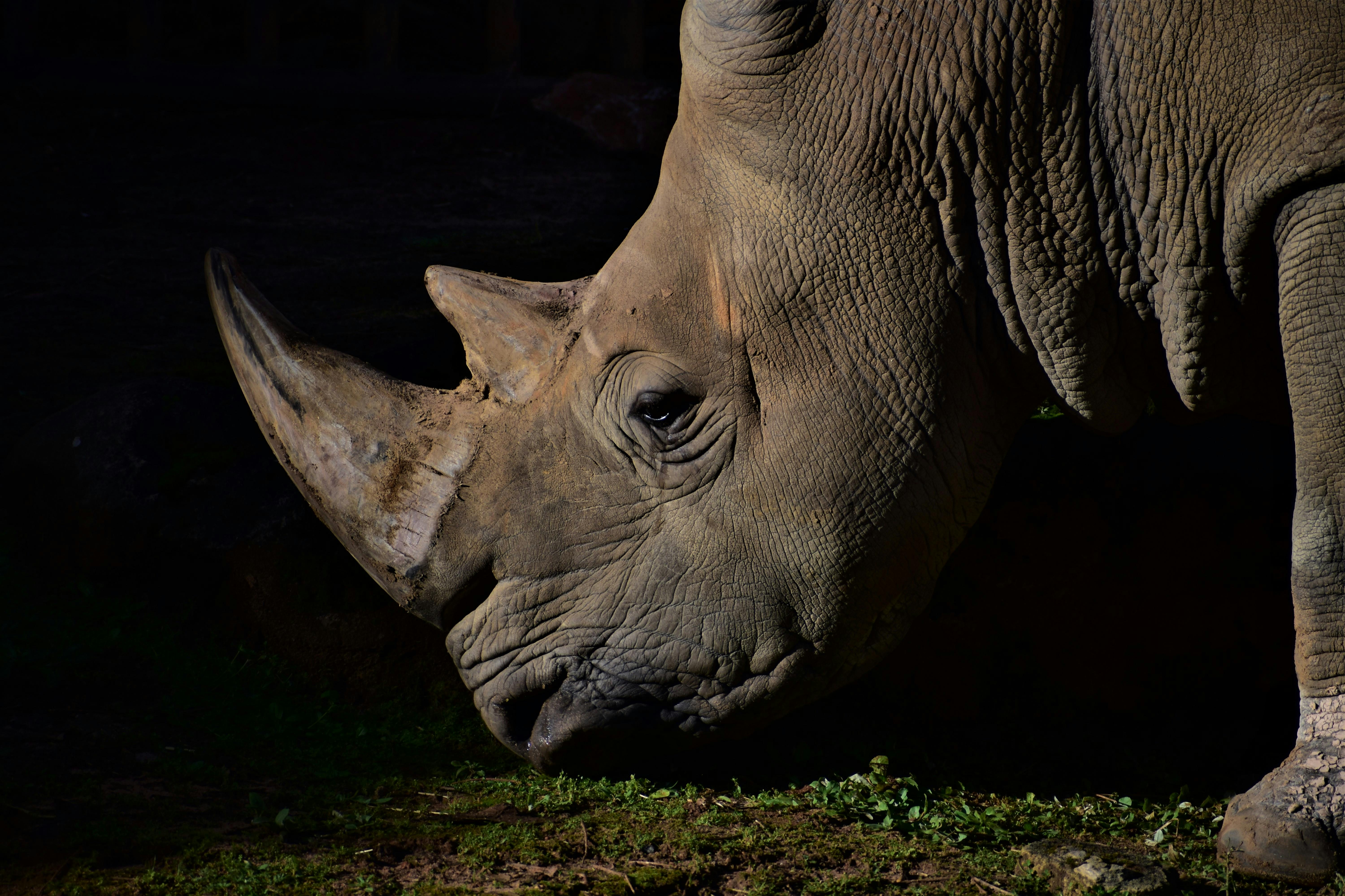 Big Bull Trading Photos, Download The BEST Free Big Bull Trading Stock ...